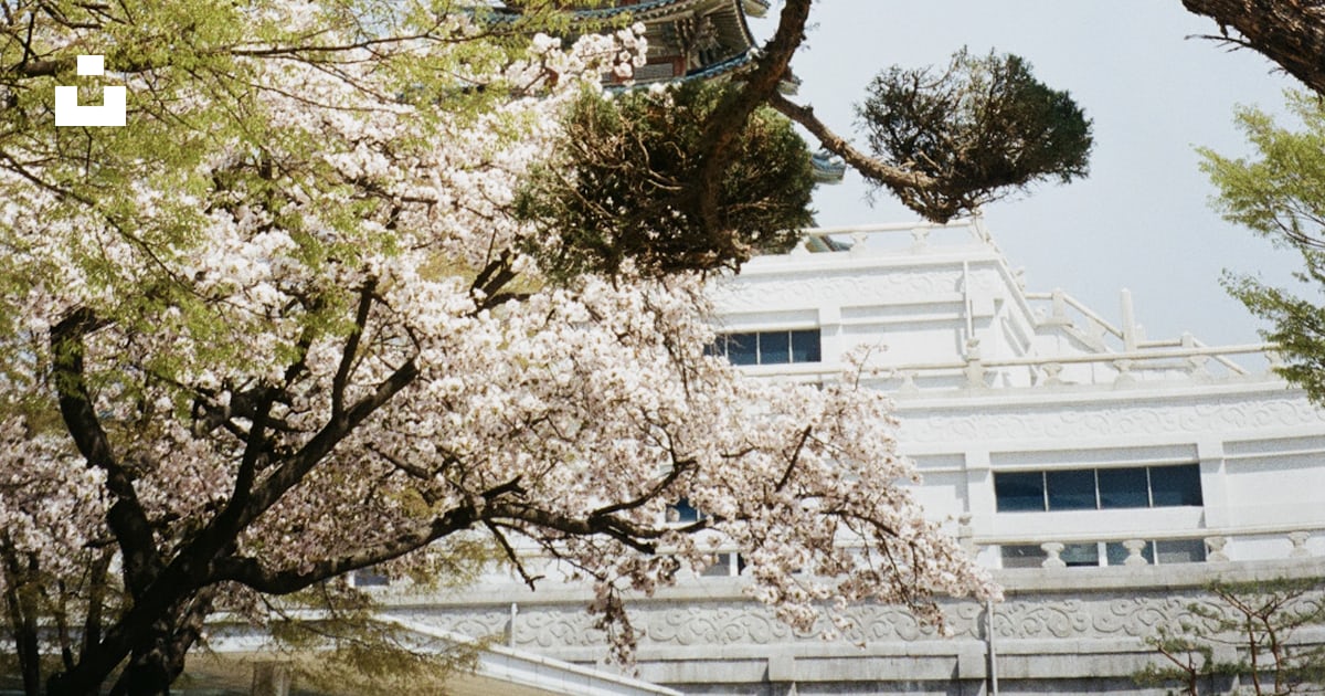 建物の前に白い花がたくさん咲く木の写真 Unsplashの旅行の無料画像