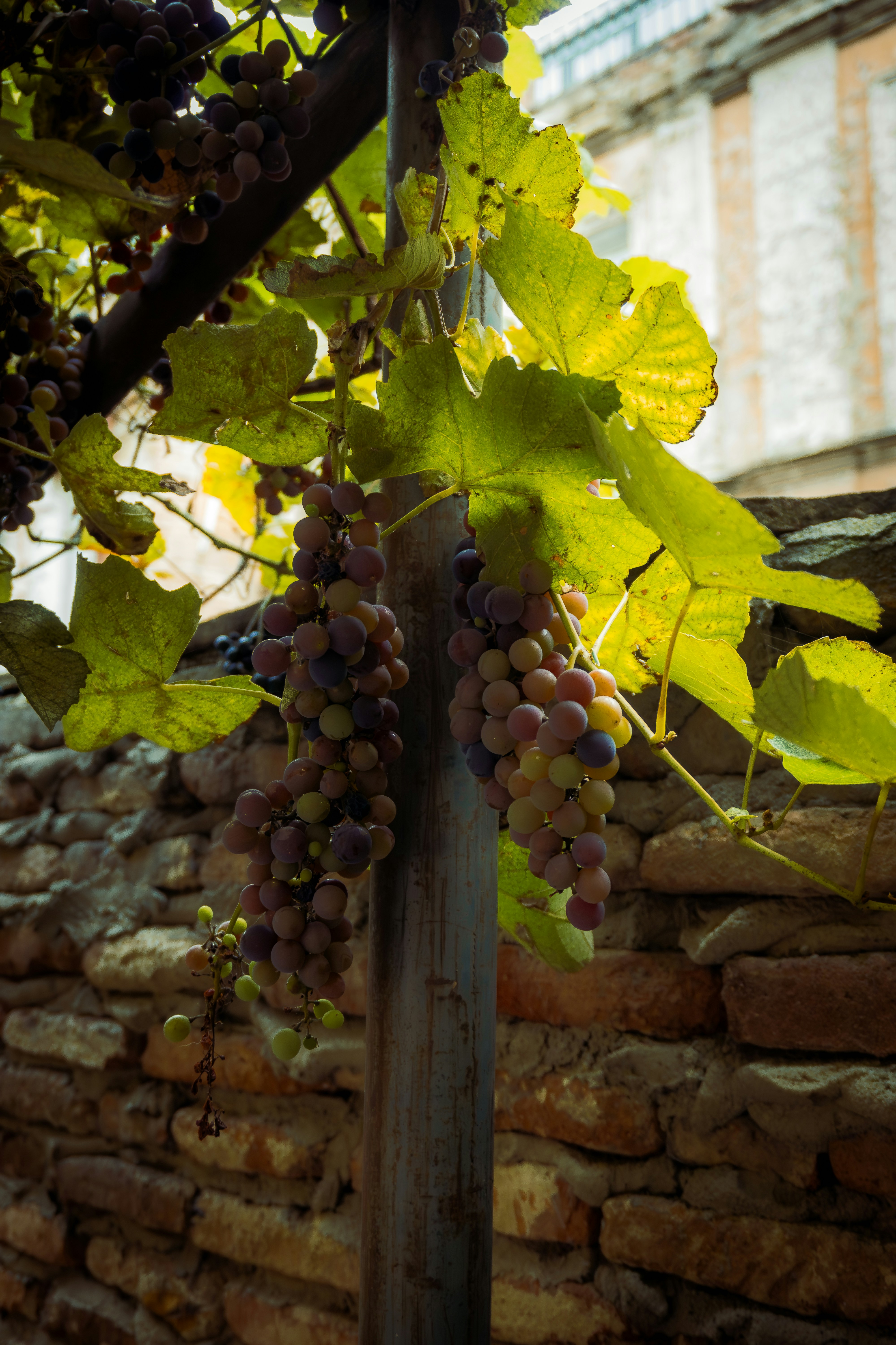 Un racimo de uvas colgando de una vid foto – Imagen de Uva gratuita en ...