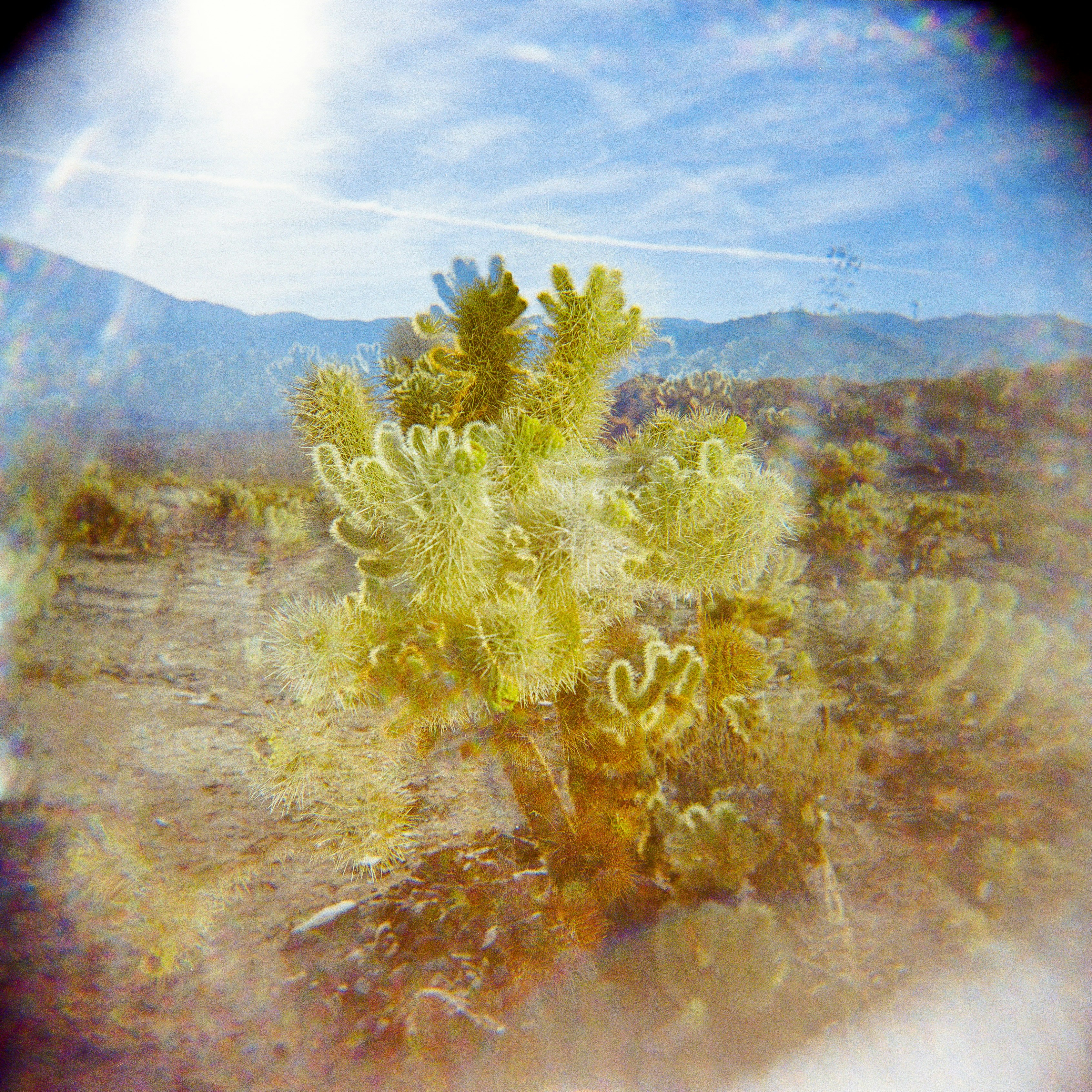 Center-Stage Desert Cactus in a Circular Lens Halo
