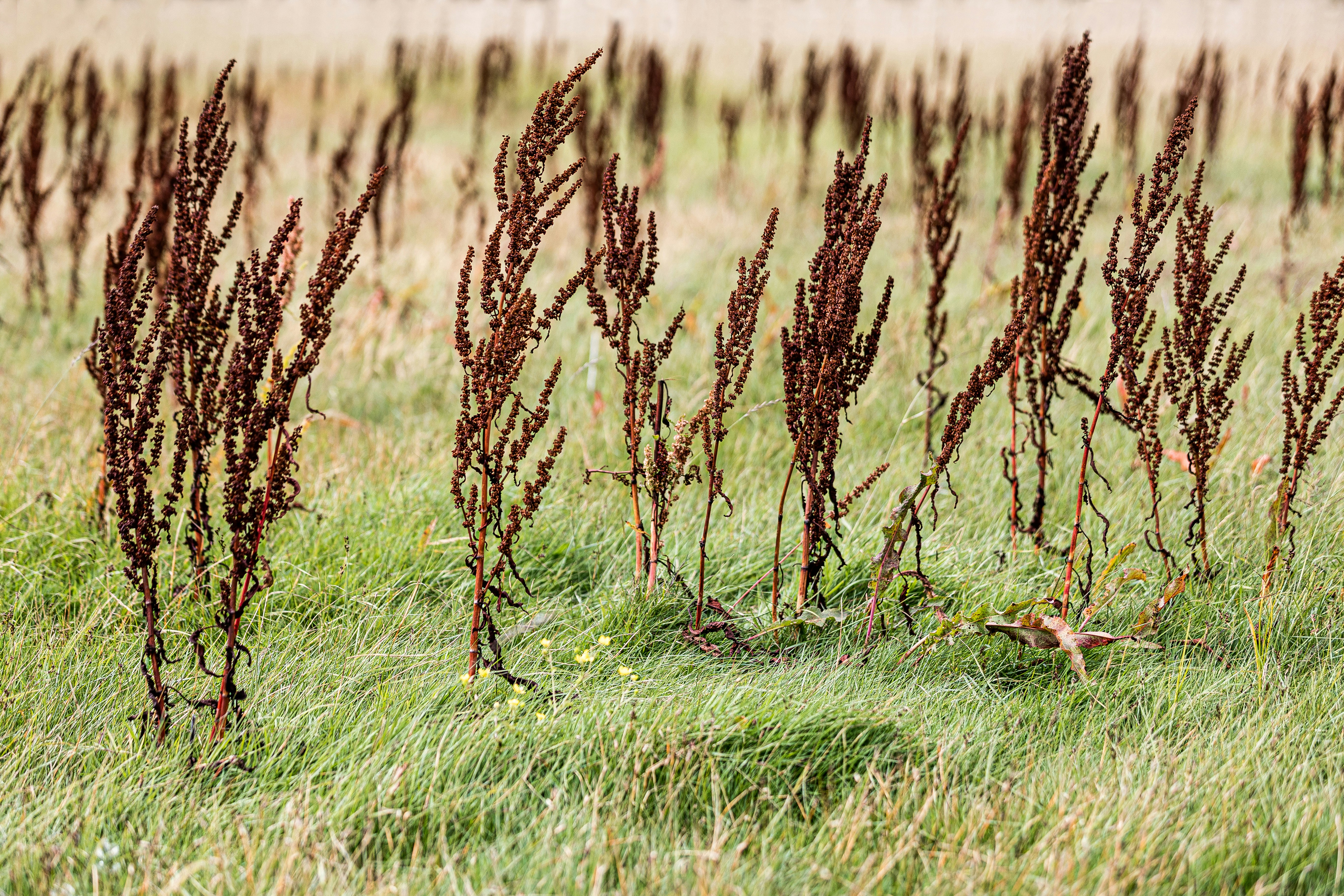 Bronze Seedheads Stand Quietly in a Sunlit Meadow
