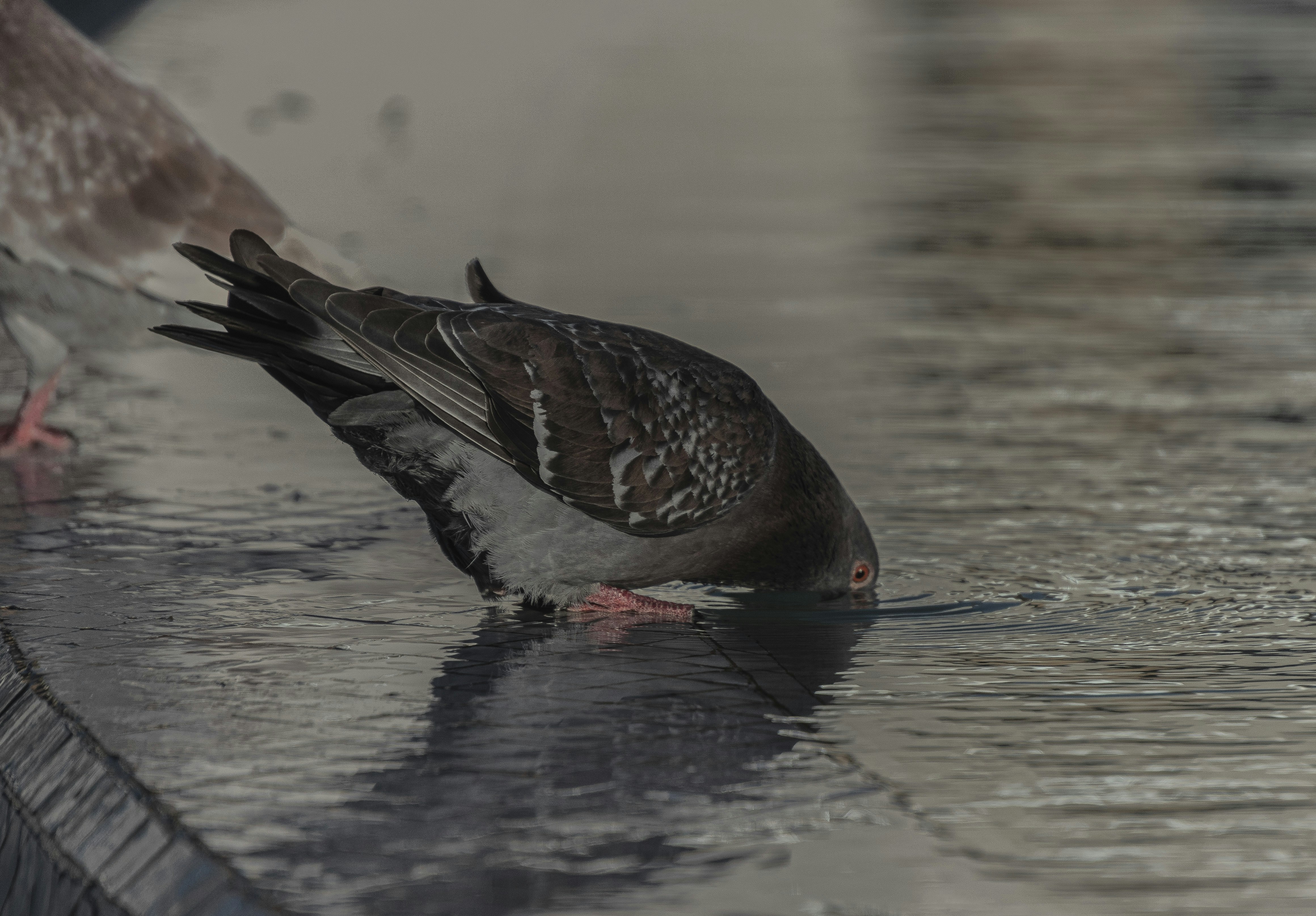 Thirsty pigeon | a couple of birds that are standing in the water