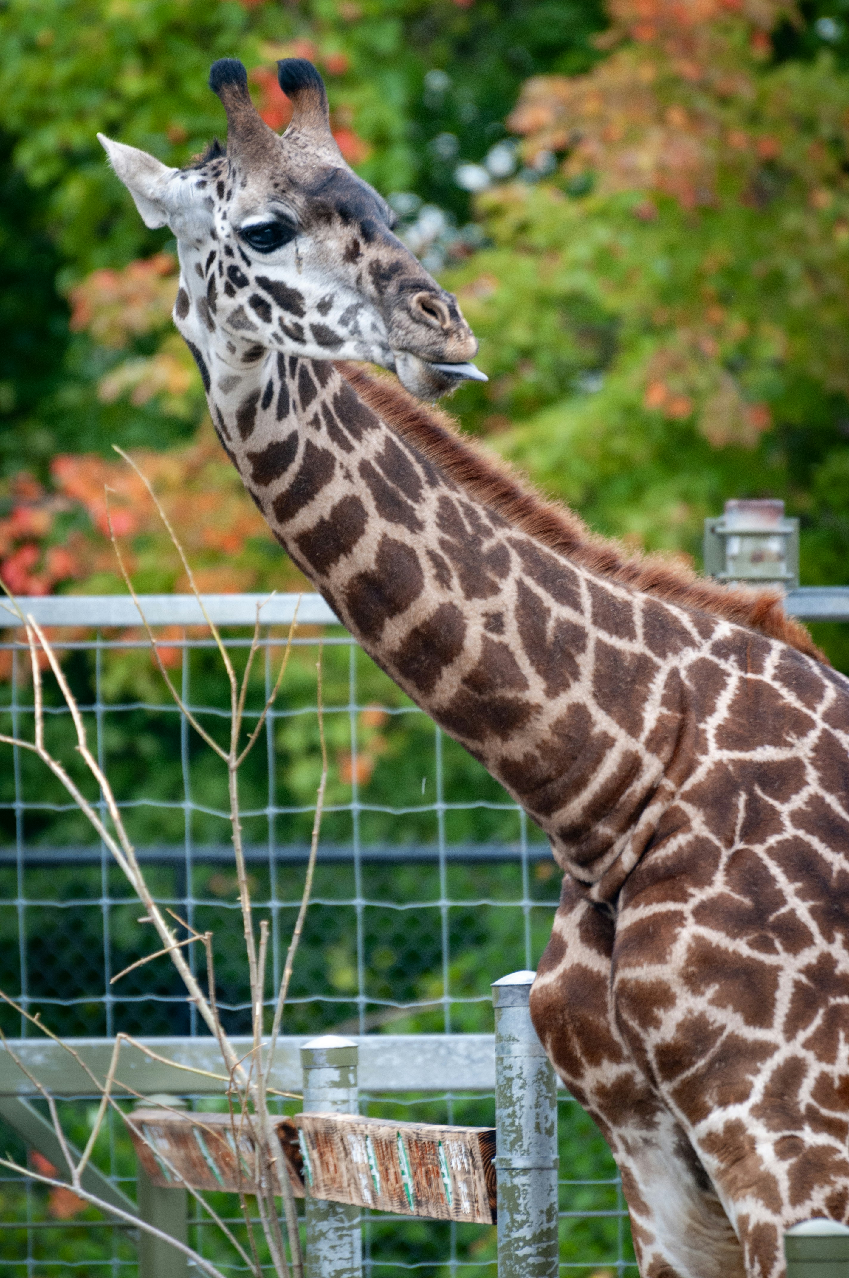 Autumn Echo: Giraffe by the Fence