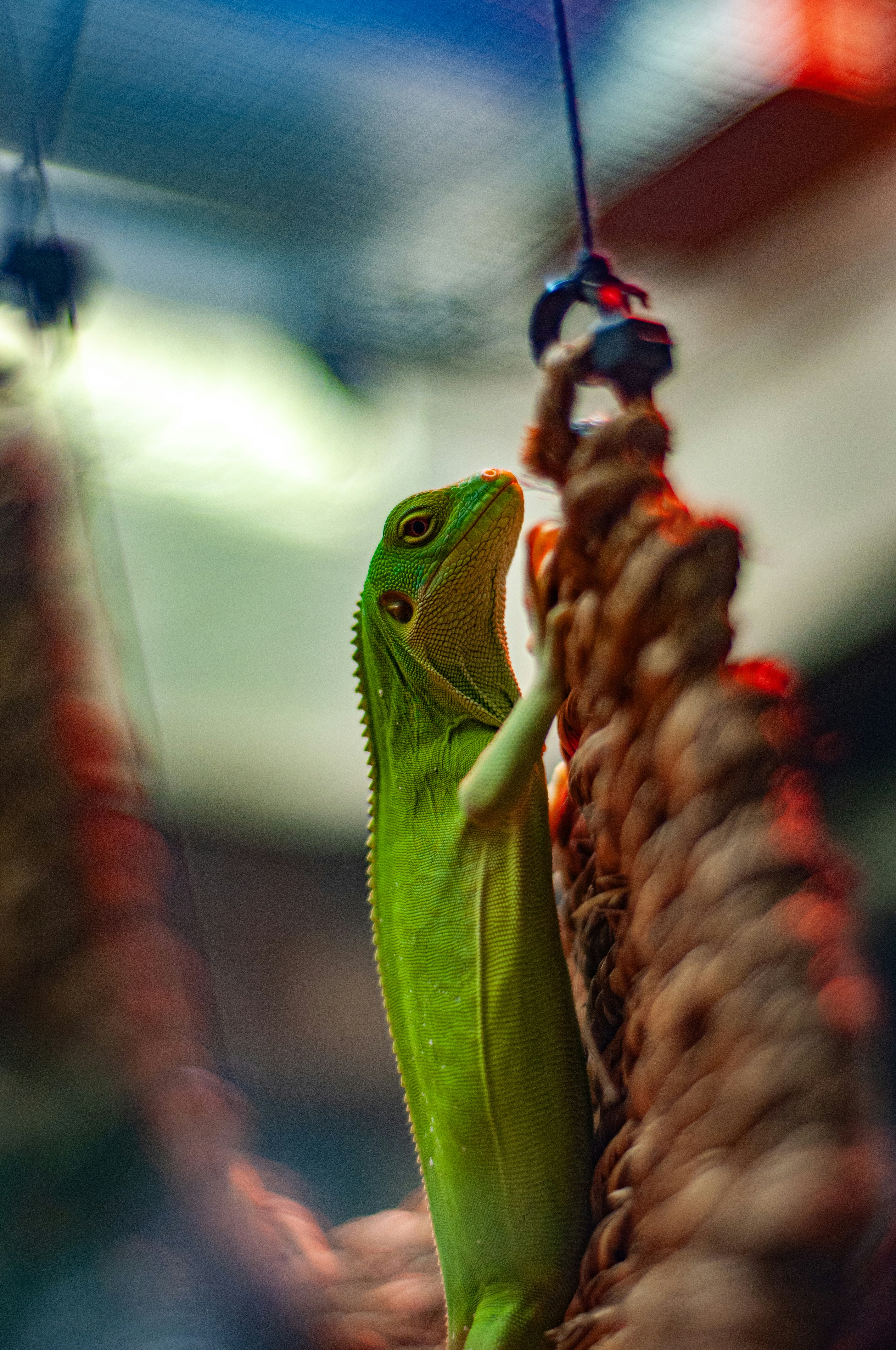 A green lizard hanging from a rope in a room photo – Free Meadowvale ...