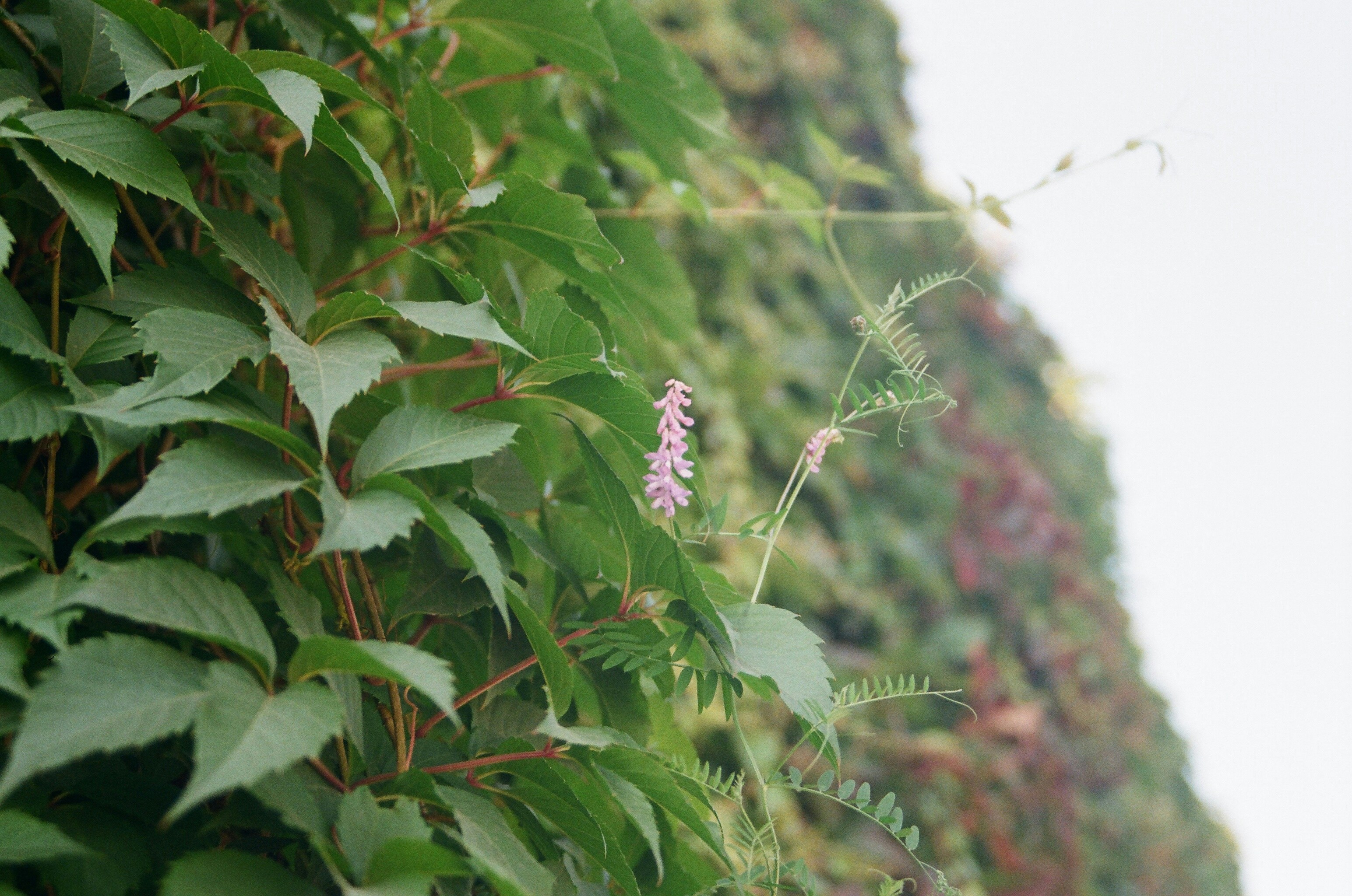 Purple Spike Among Verdant Veins