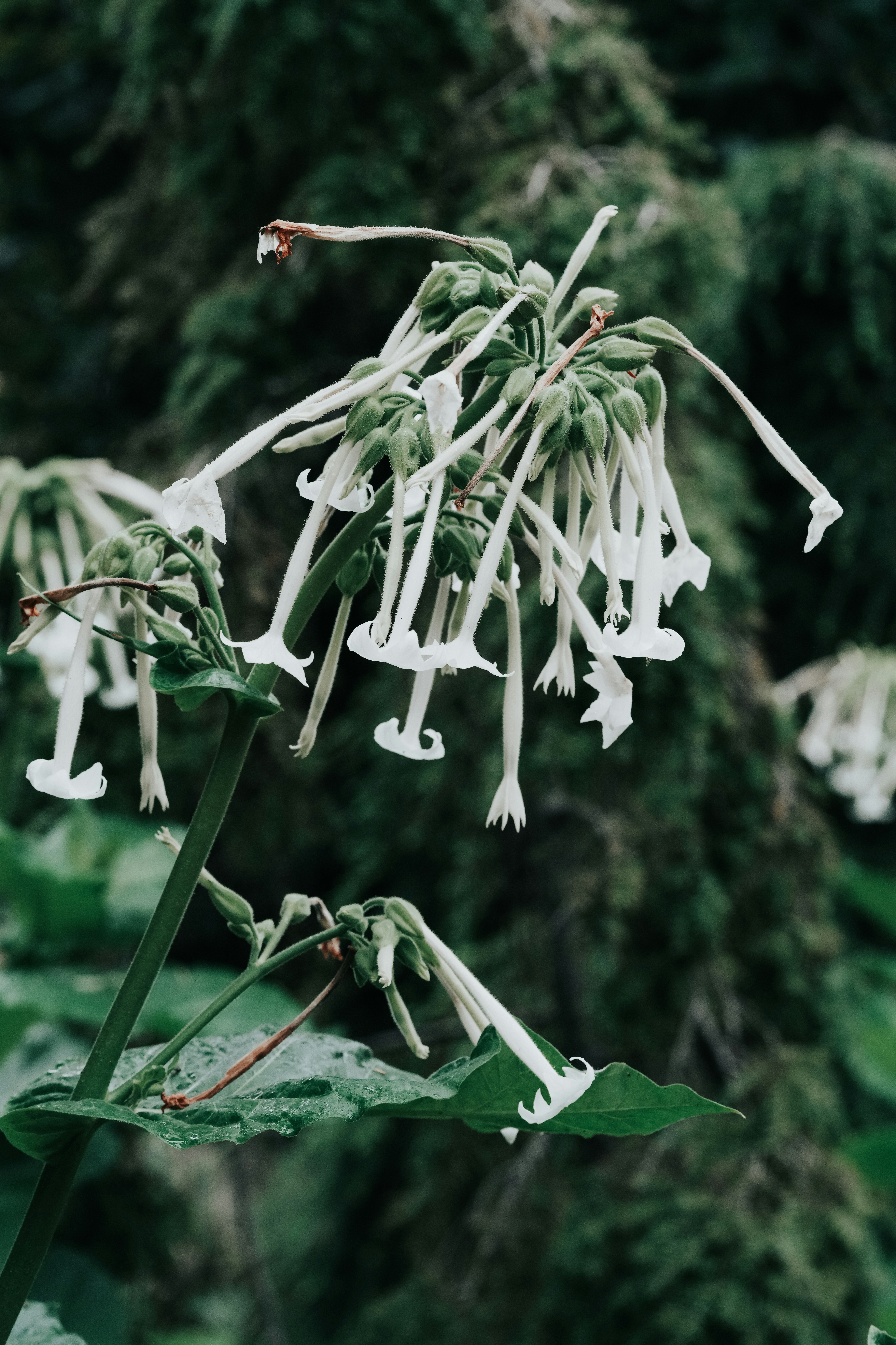 Cascade of White Tubular Blooms Amid a Quiet Green Backdrop