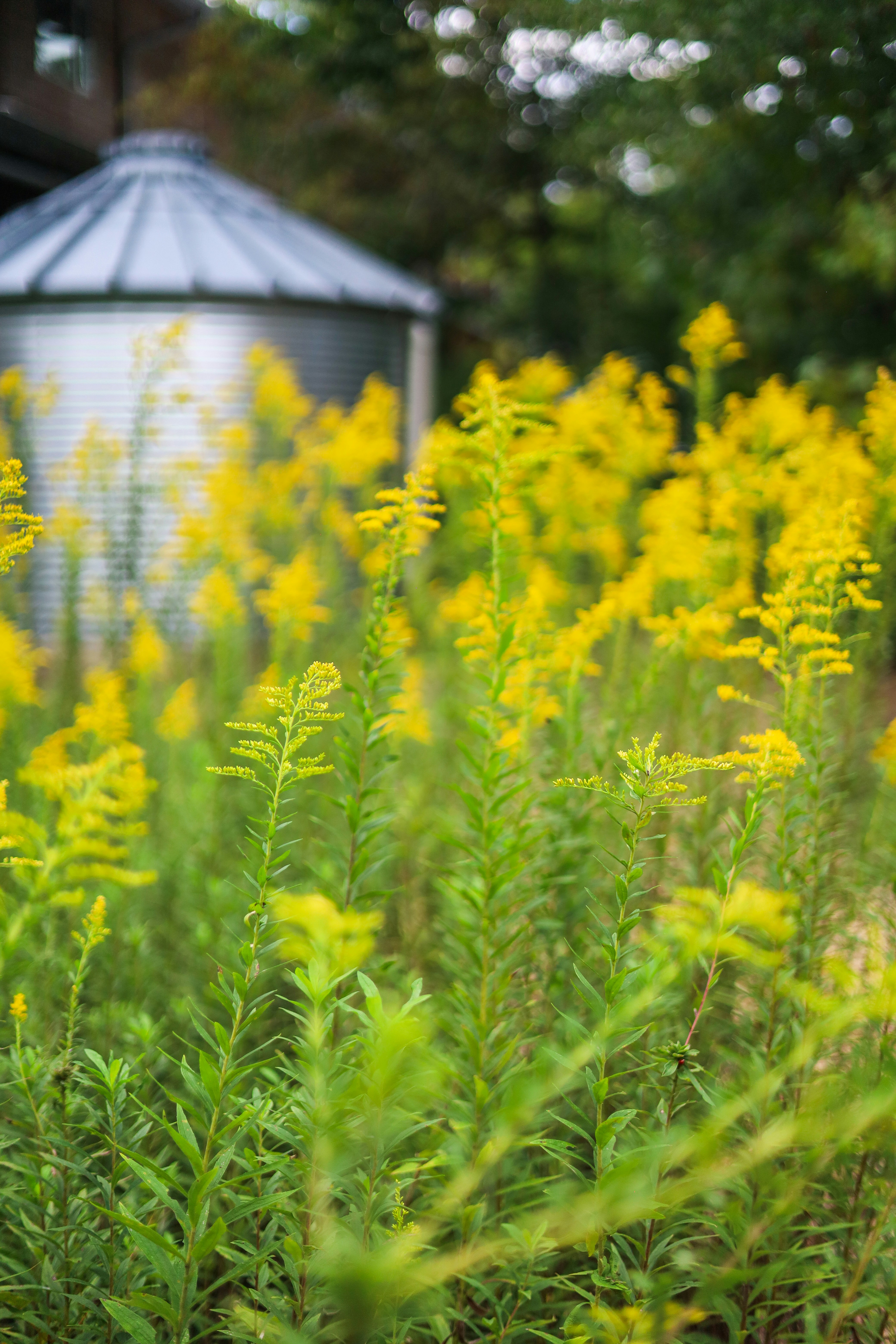 Gold-Tipped Blooms in a Quiet Field Framing a Weathered Silo