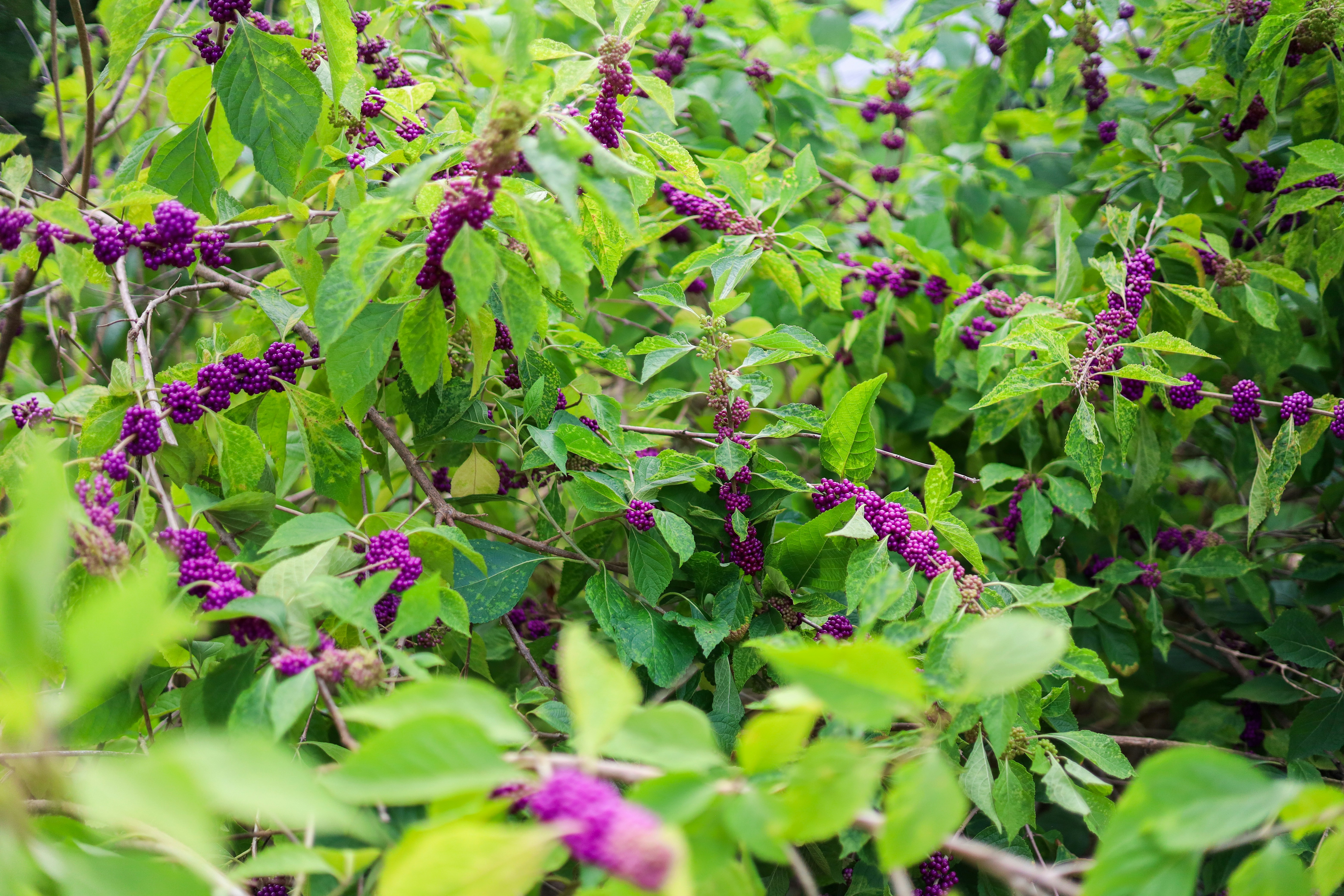 Purple-tipped vines weave through bright green foliage in a sunlit garden