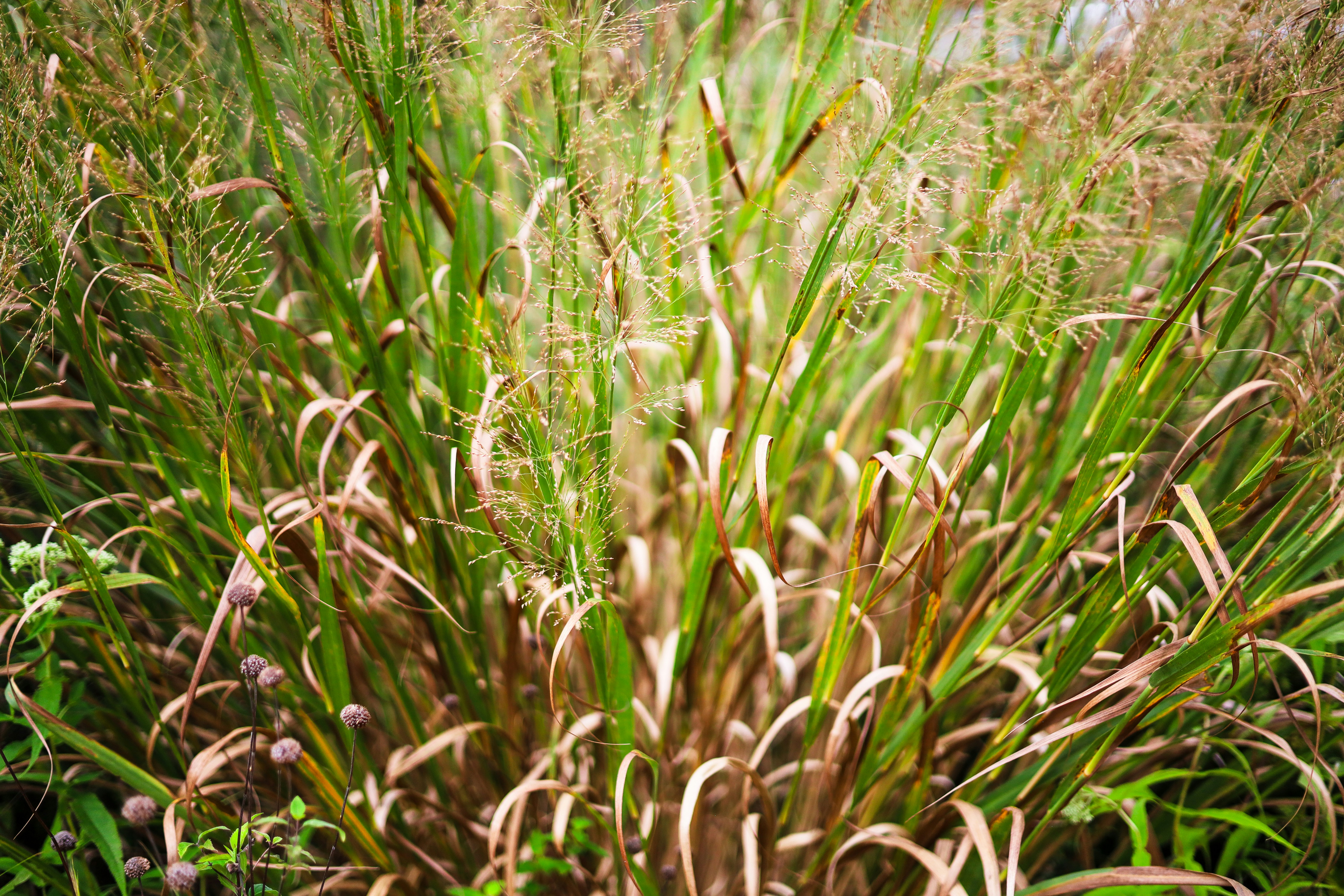 Photo by Brandon Griggs with Canon EOS RP