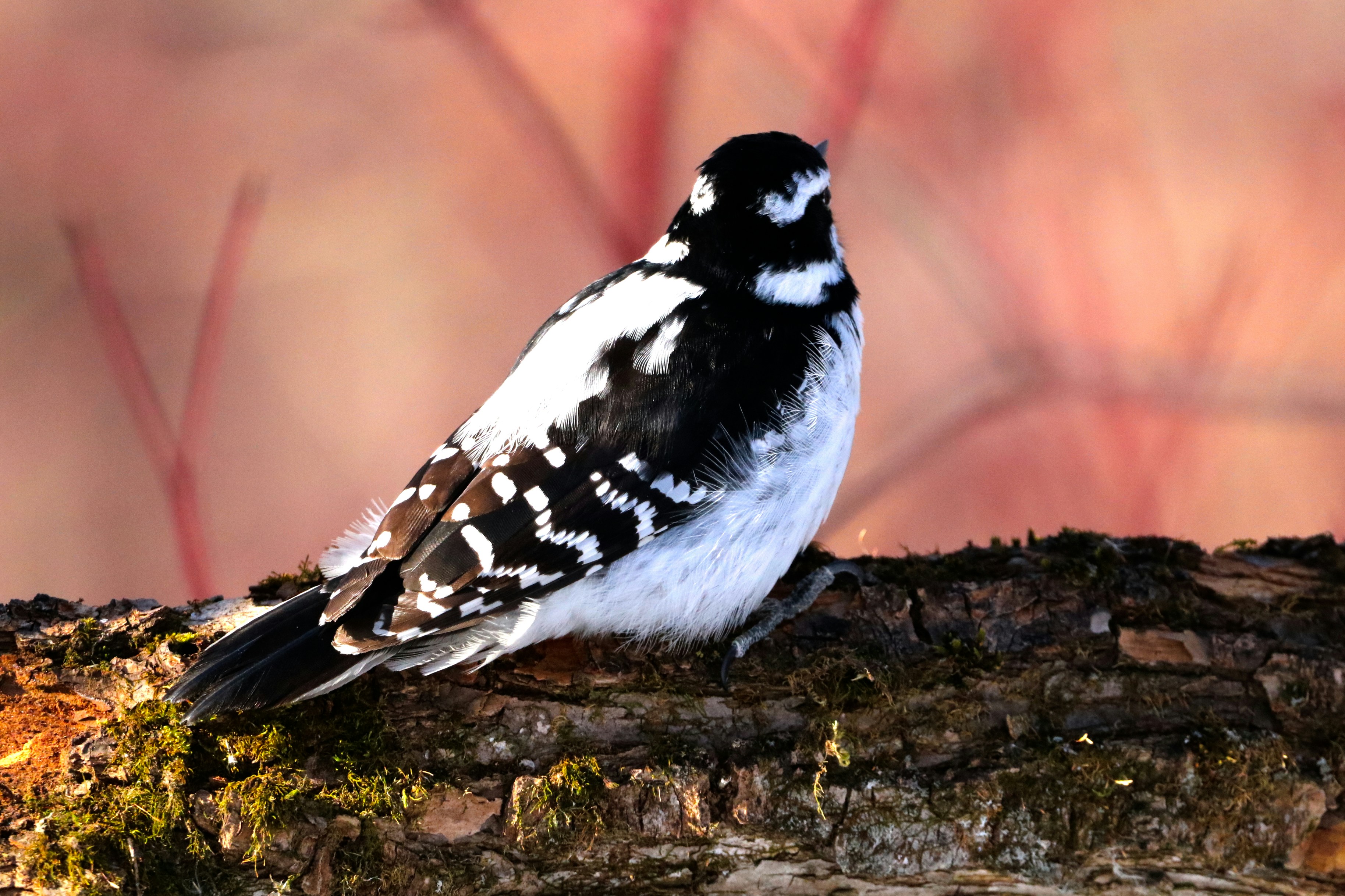 Great Tit on a Mossy Log: Quiet Moment Under a Warm Pink Backdrop