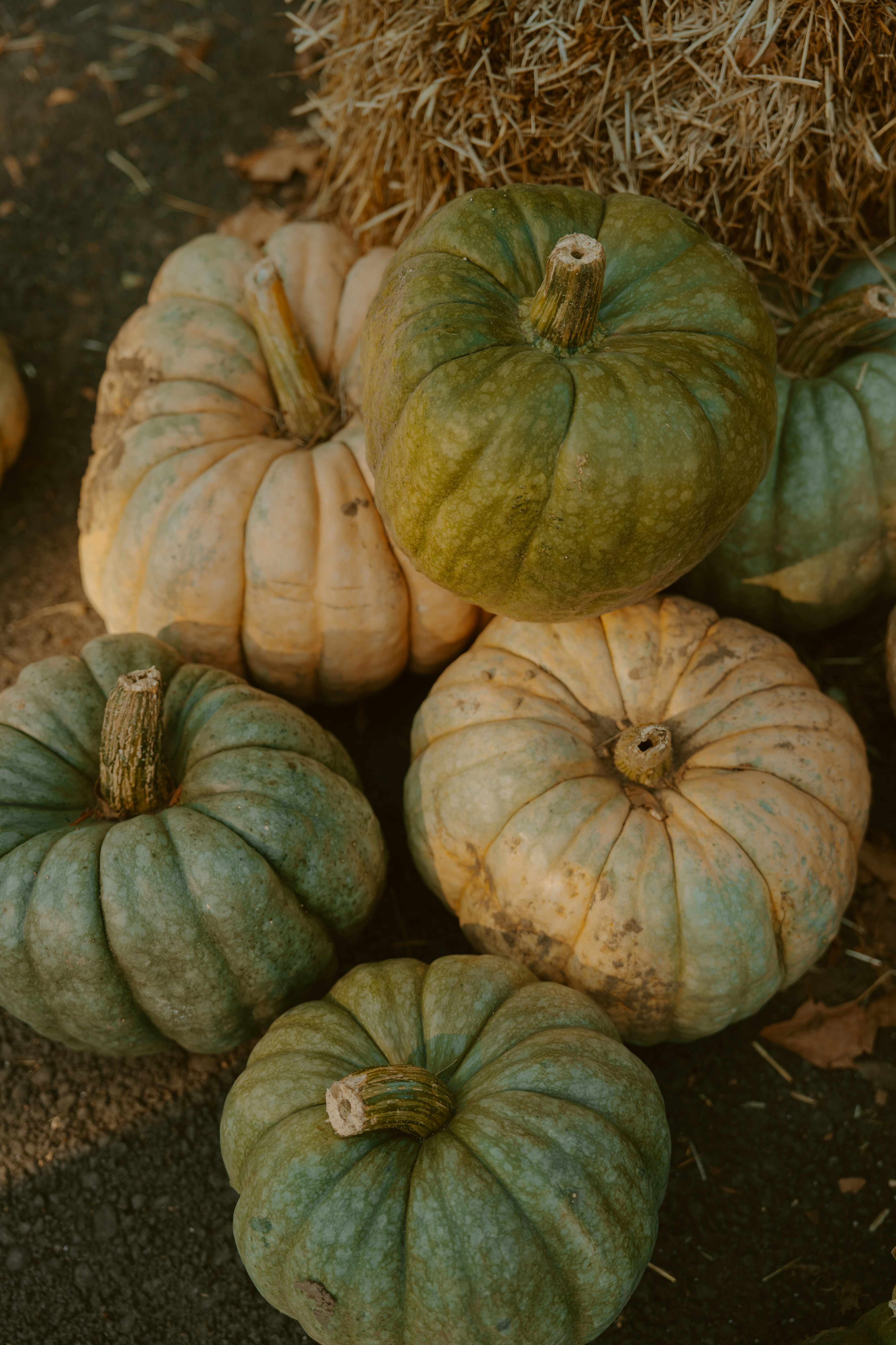 Pink Pumpkin Pictures | Download Free Images on Unsplash