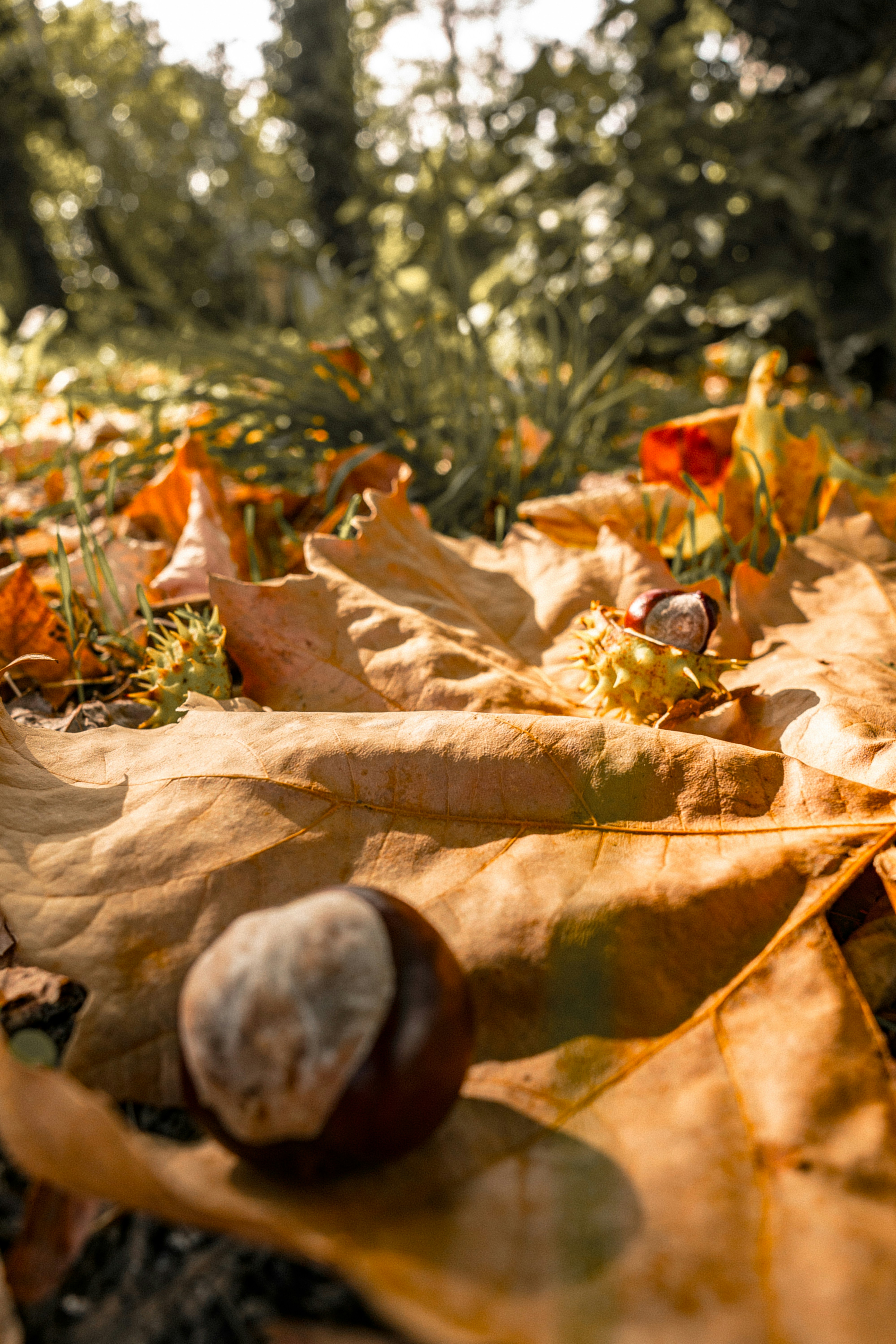 Amber Carpet: Ground-Level Close-Up of Autumn Leaves