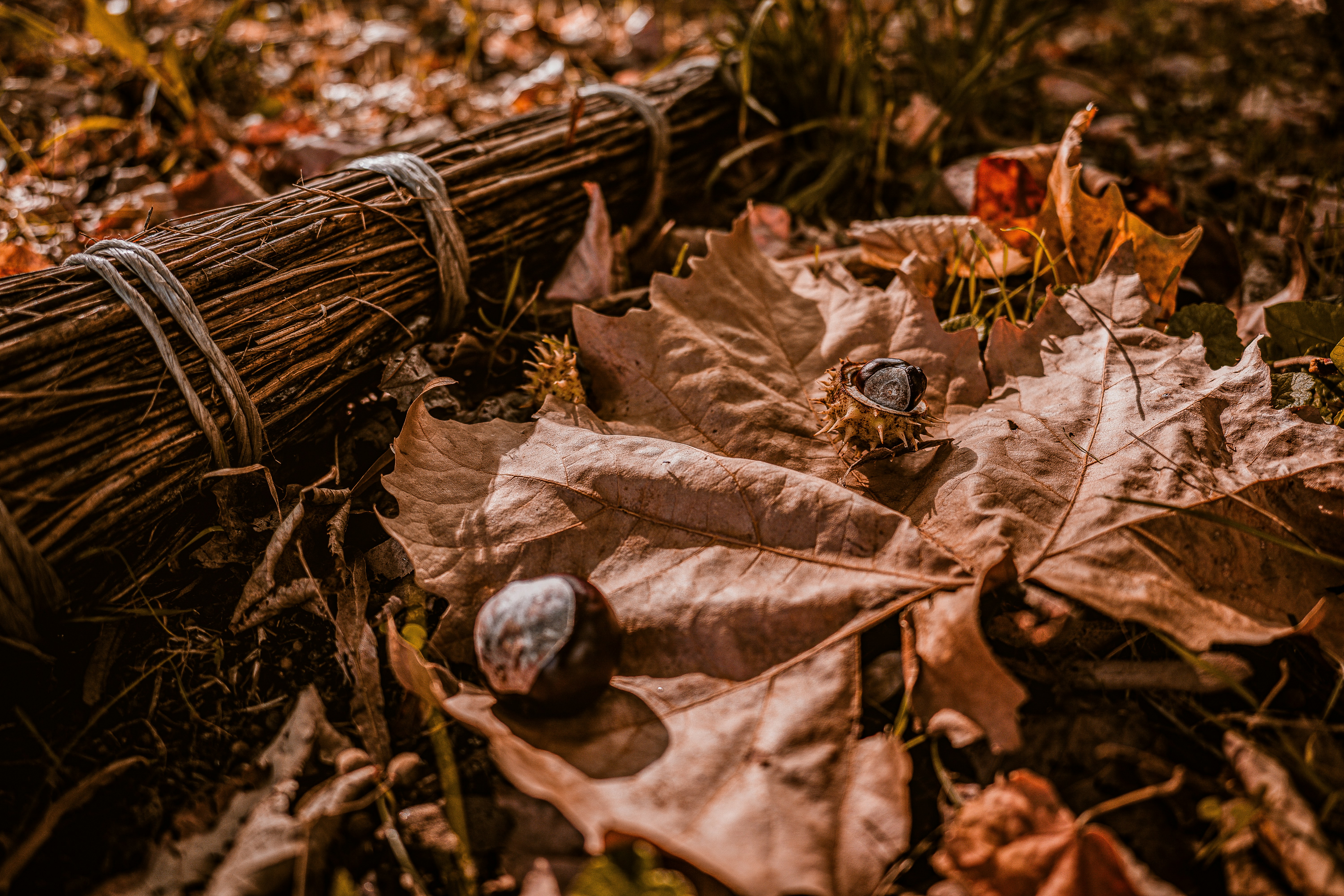 Autumn Debris and Oak Leaf in Quiet Forest Floor