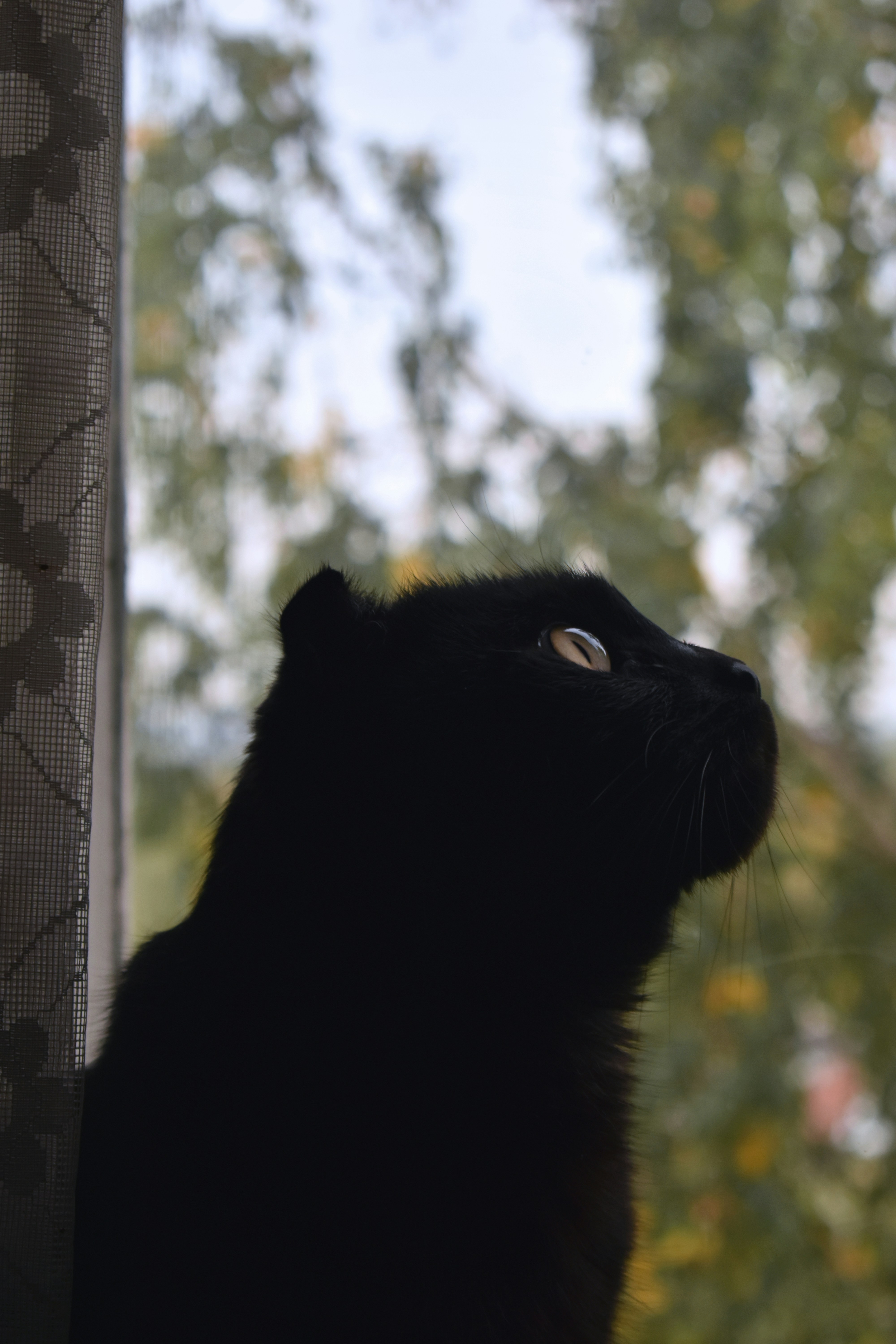 Whispers of Autumn: A Feline's Reflection