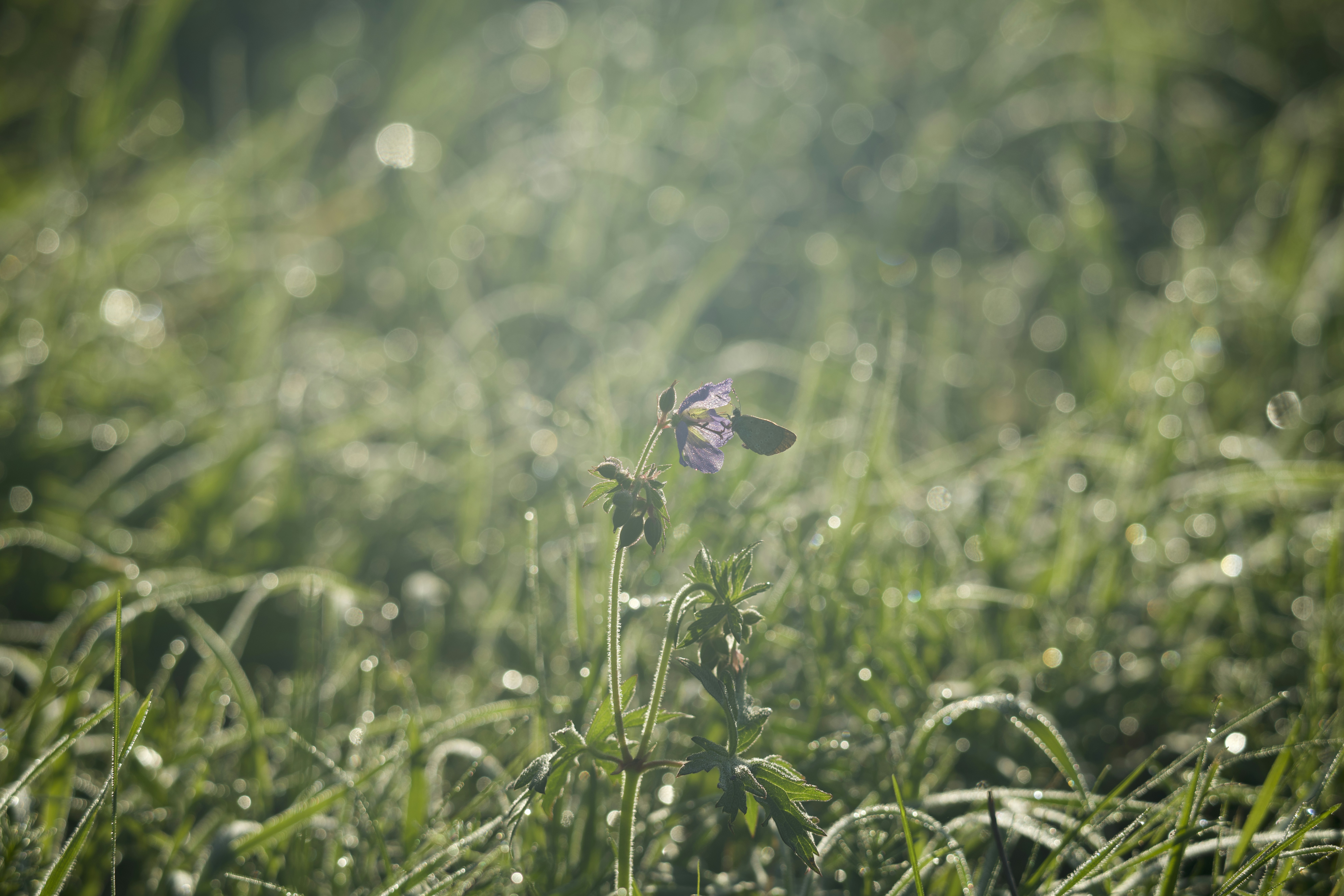 Dawn's Quiet Violet in a Dew-Kissed Meadow.
