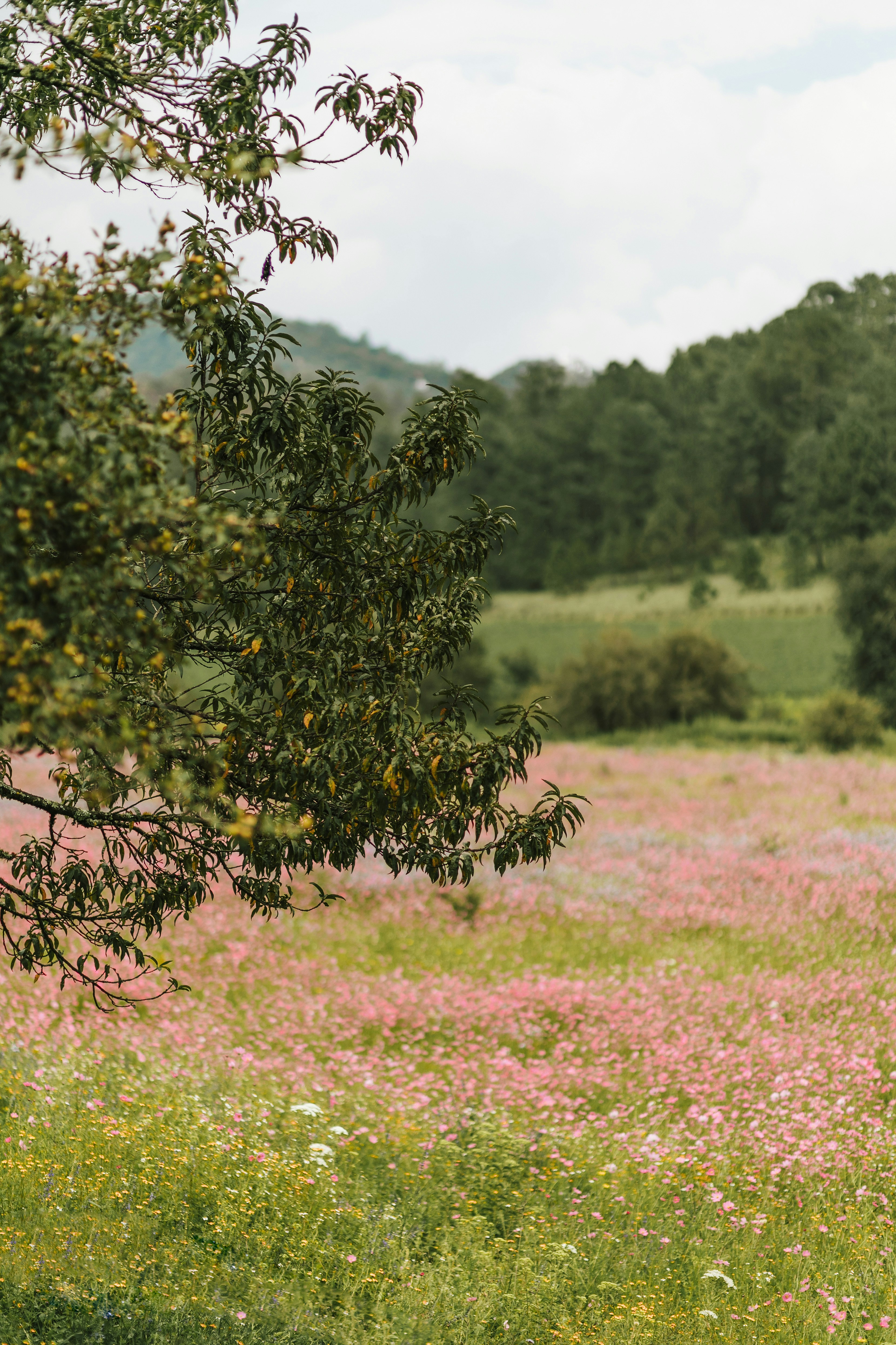 Sunlit Meadow Frame: A Fruit Tree Framing a Field of Pink and Yellow Blooms