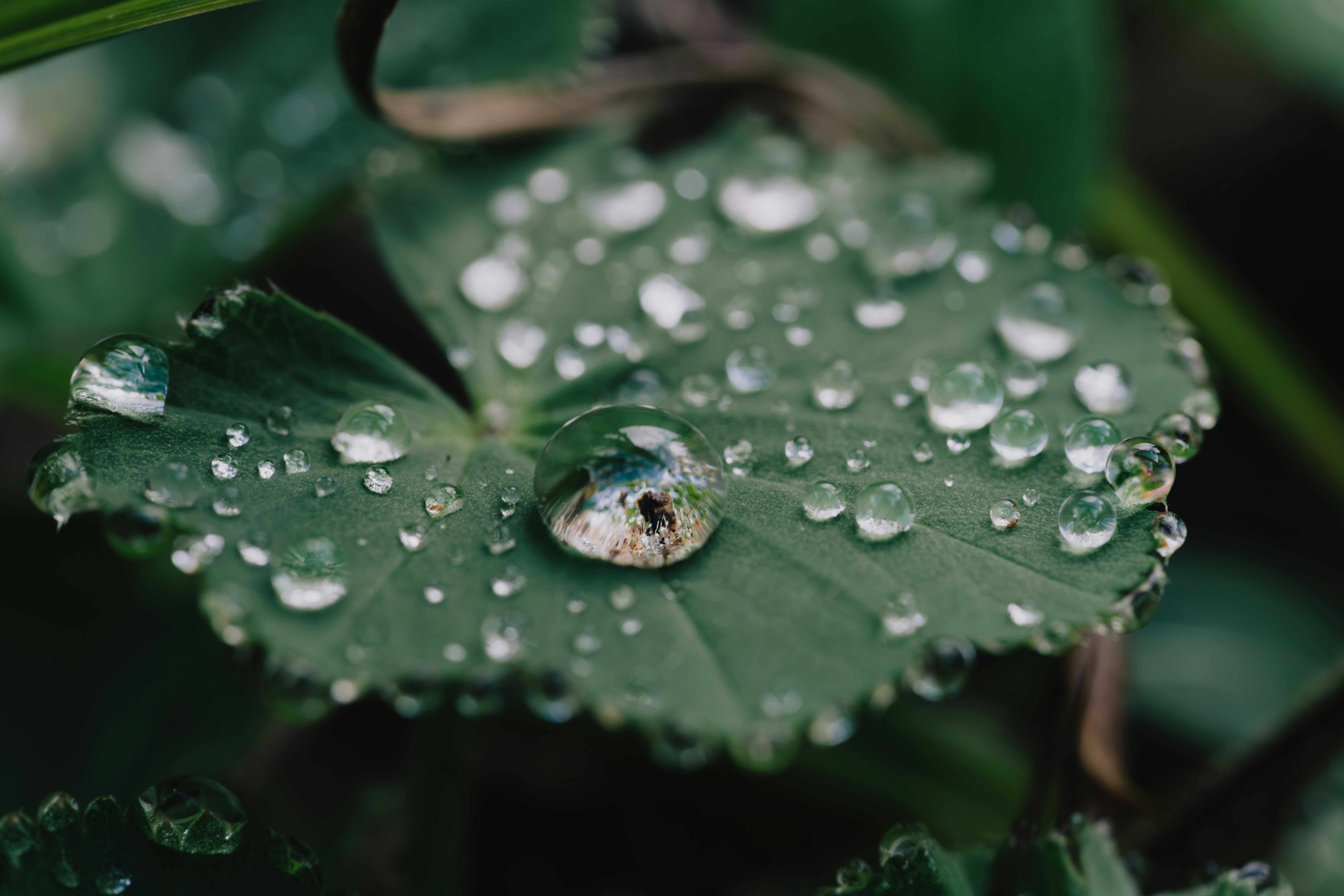A green leaf with drops of water on it photo – Free Dublin Image on ...