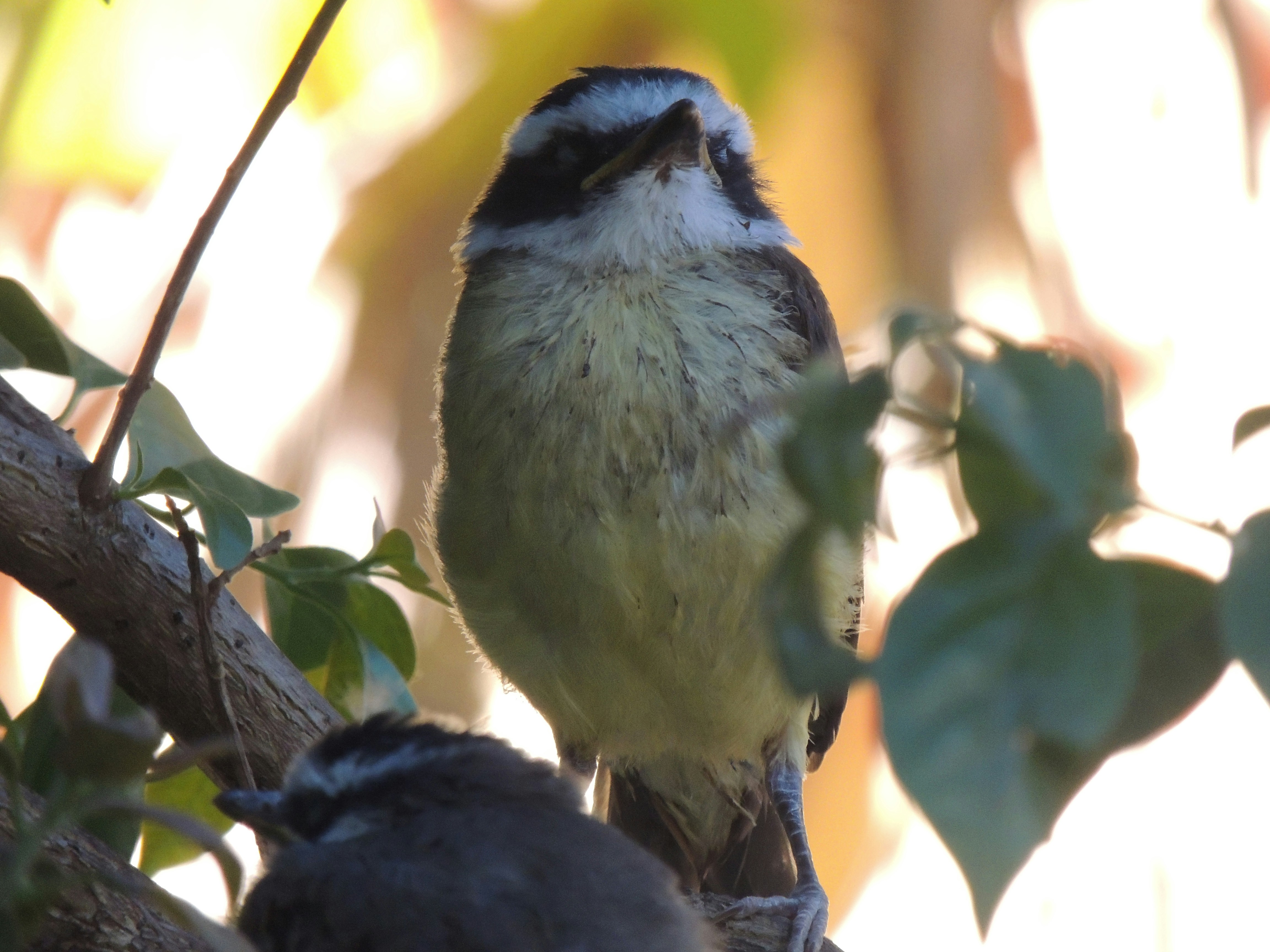 Backlit Watcher: A Tiny Songbird Pauses in Sunlit Foliage