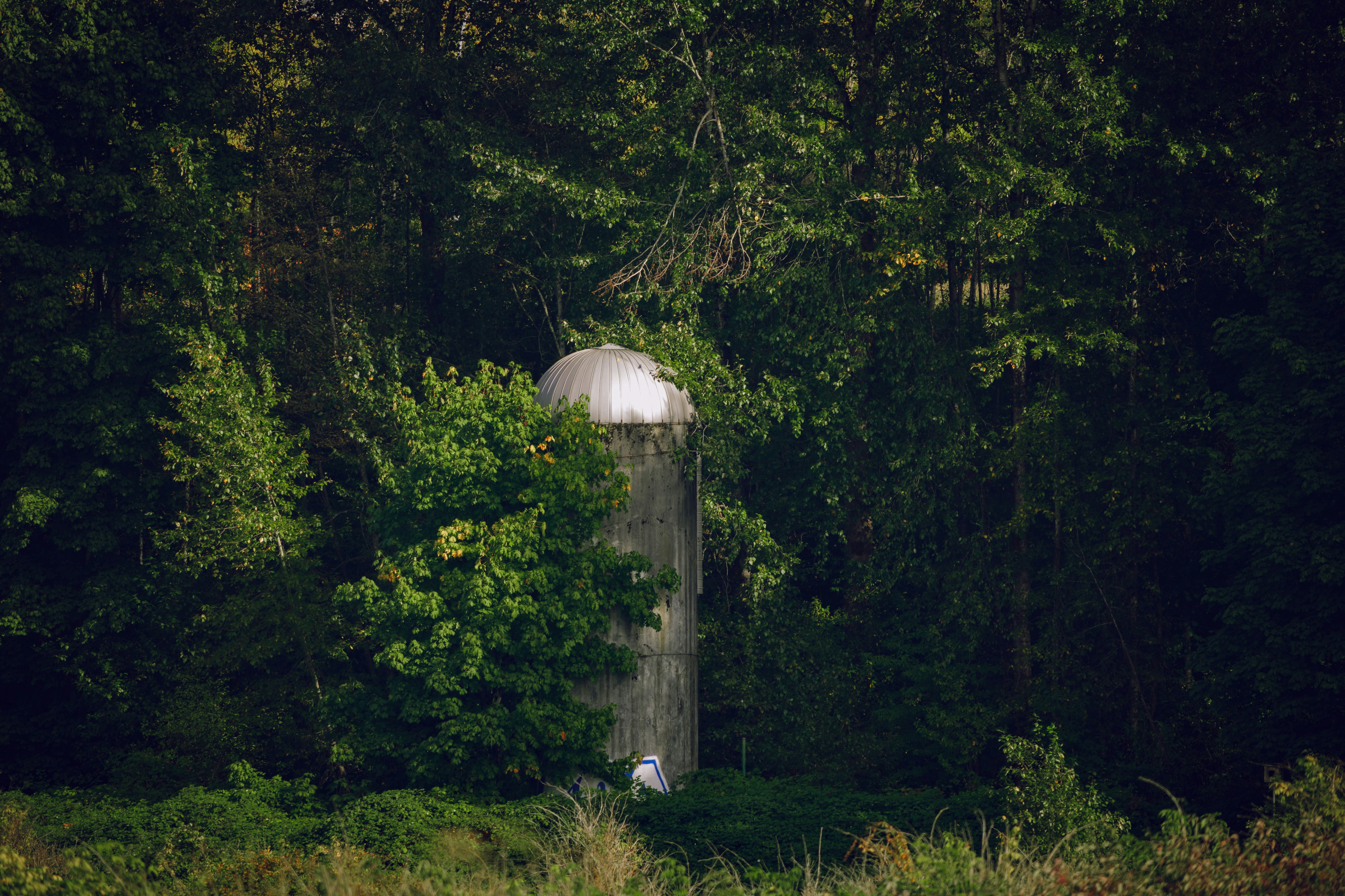 Forest Sentinel: A Dome-Topped Silhouette Quietly Rising