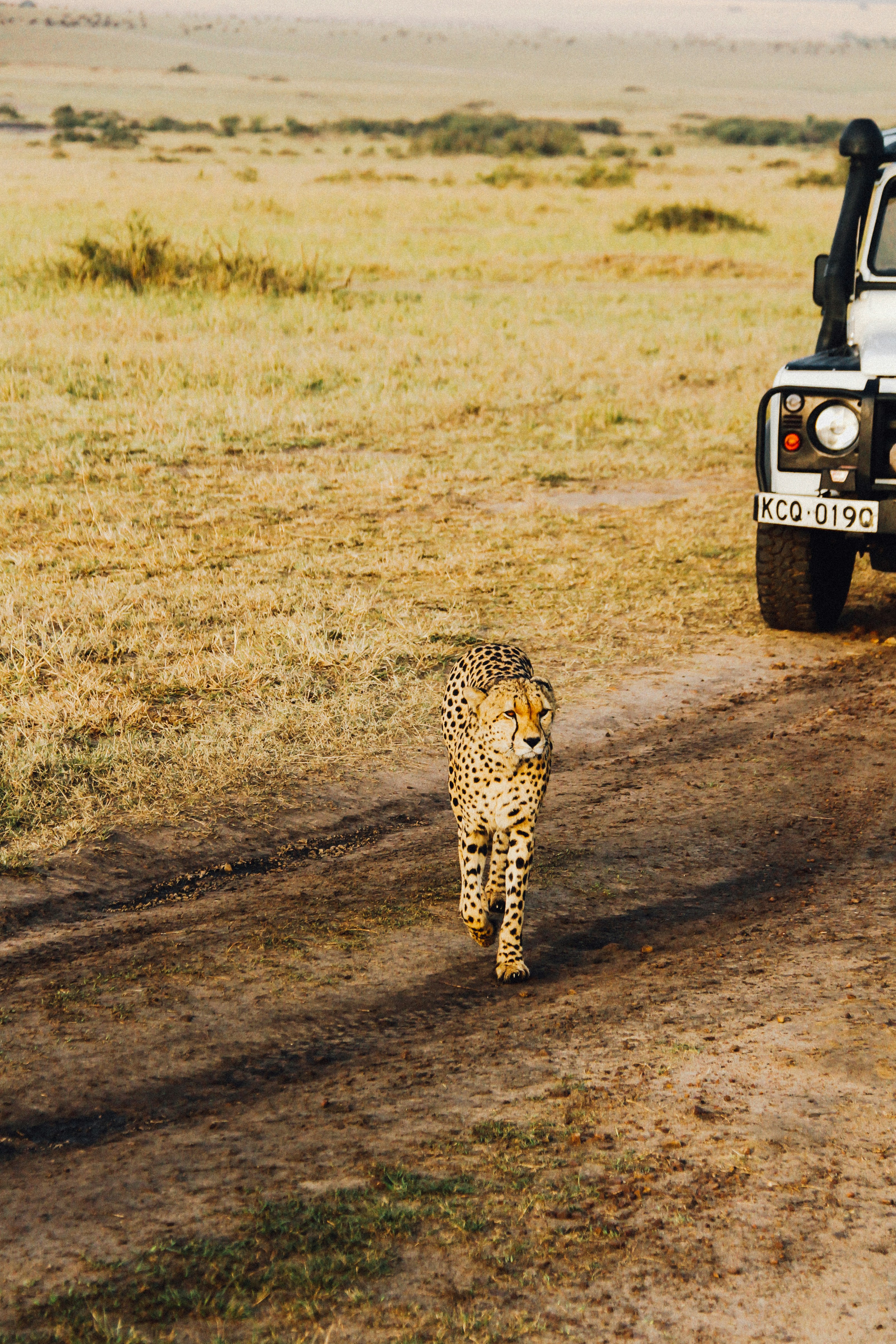 Dust Trail at the Edge: Cheetah Steps Onto the Savannah Road with a Safari Jeep Nearby