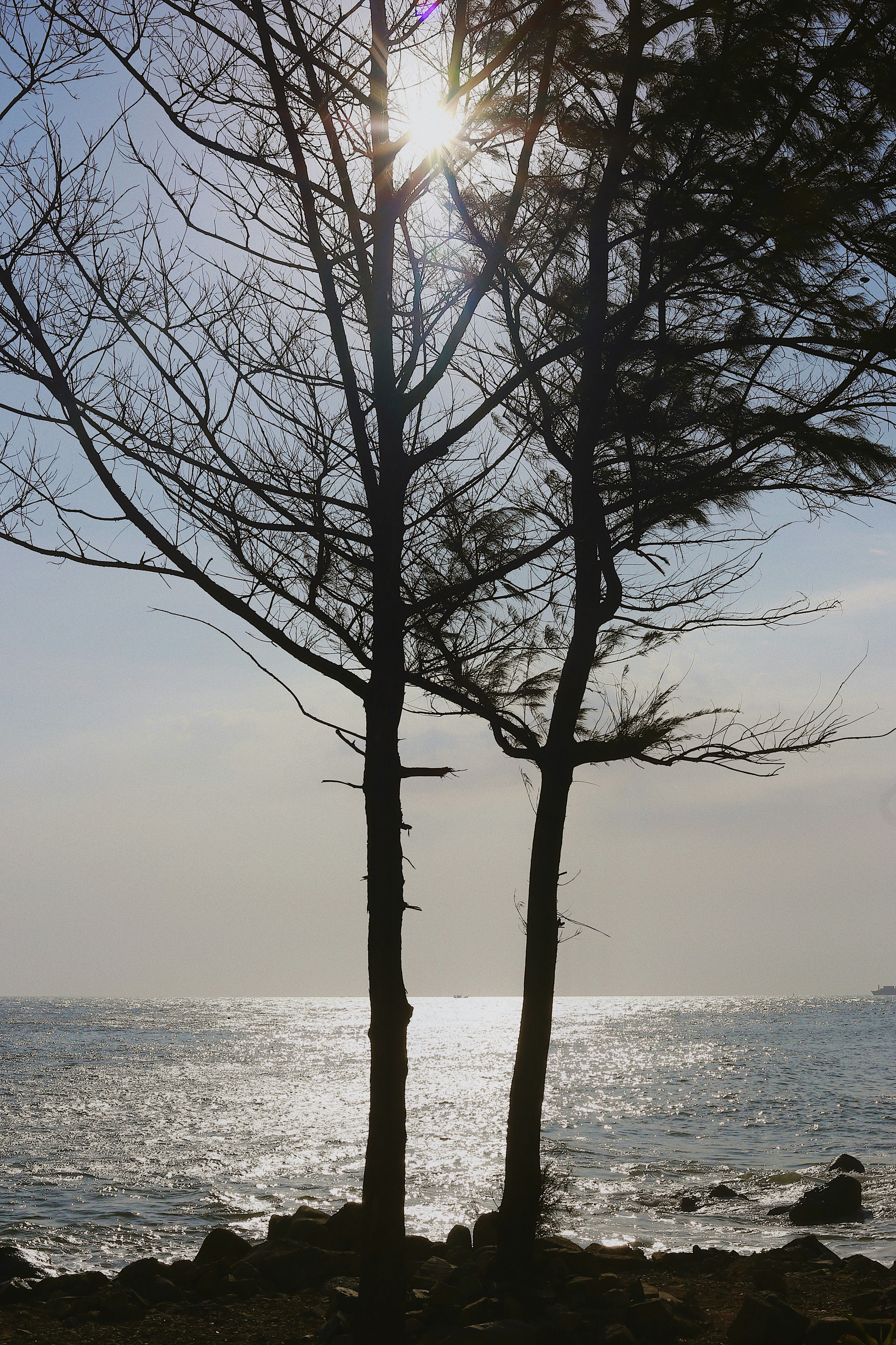 Sunlit Silhouettes by the Shore