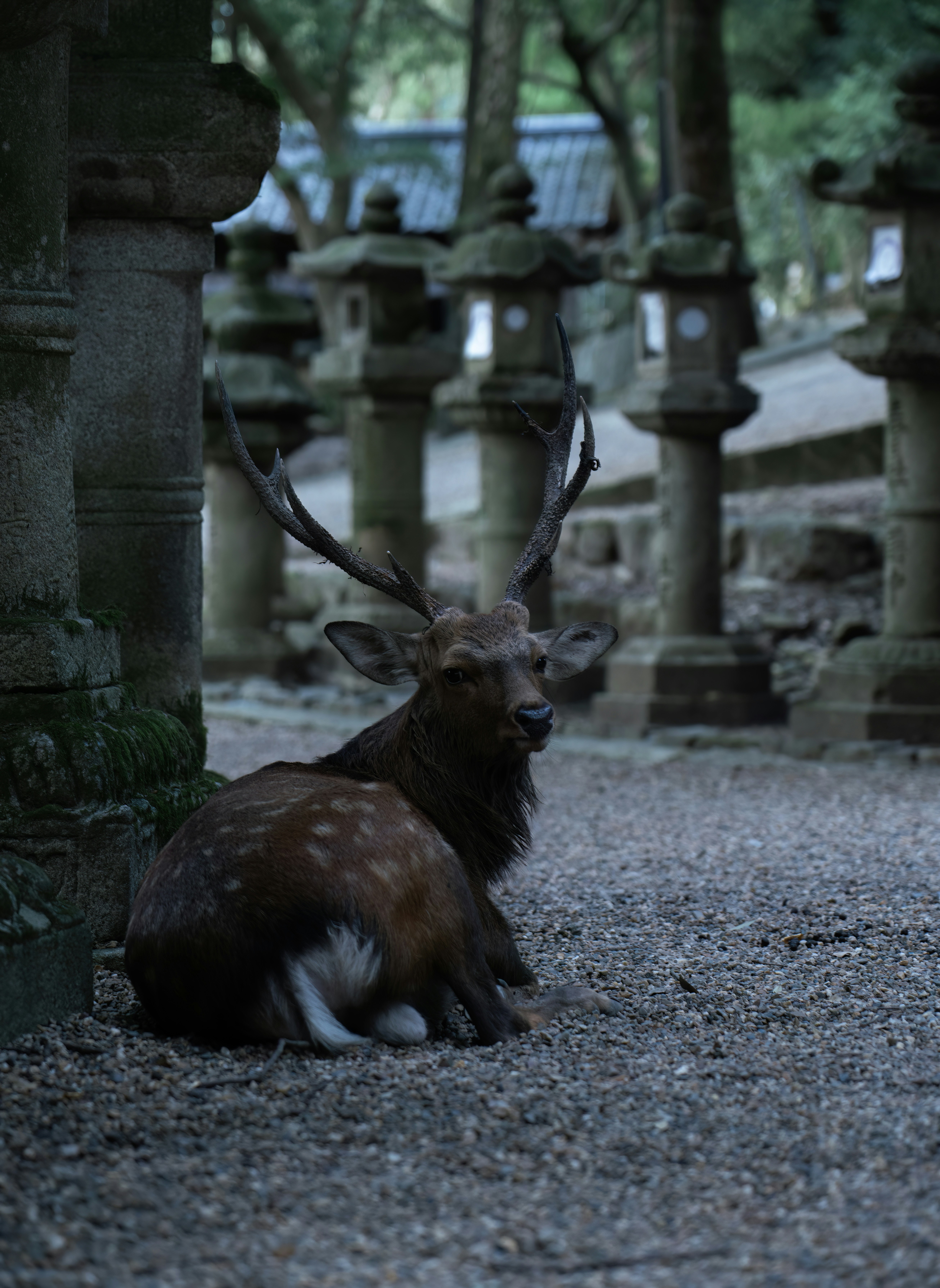 Stag Resting Among Mossy Stone Lanterns on a Temple Path