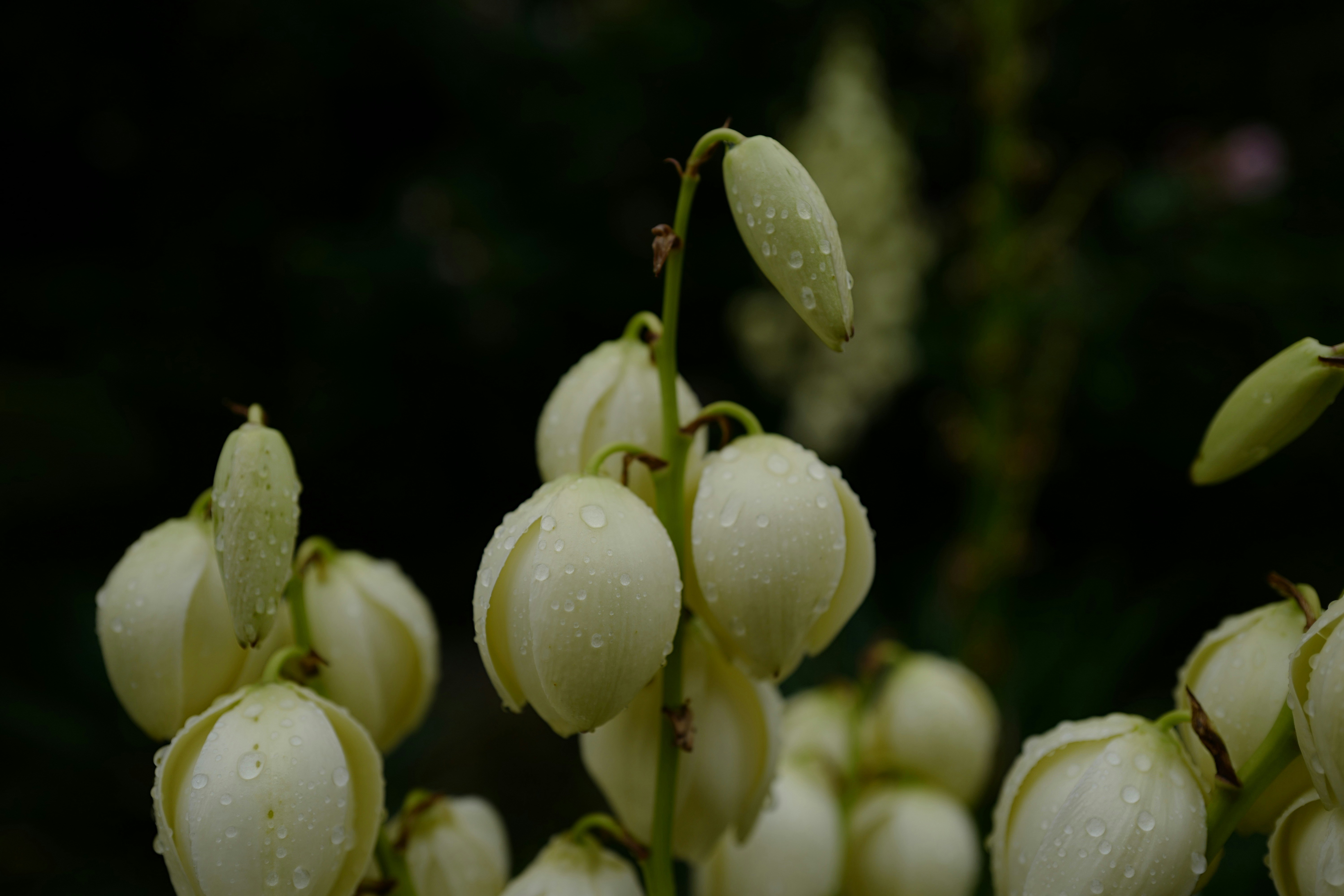 Photo by Samuel Fu with Leica Q