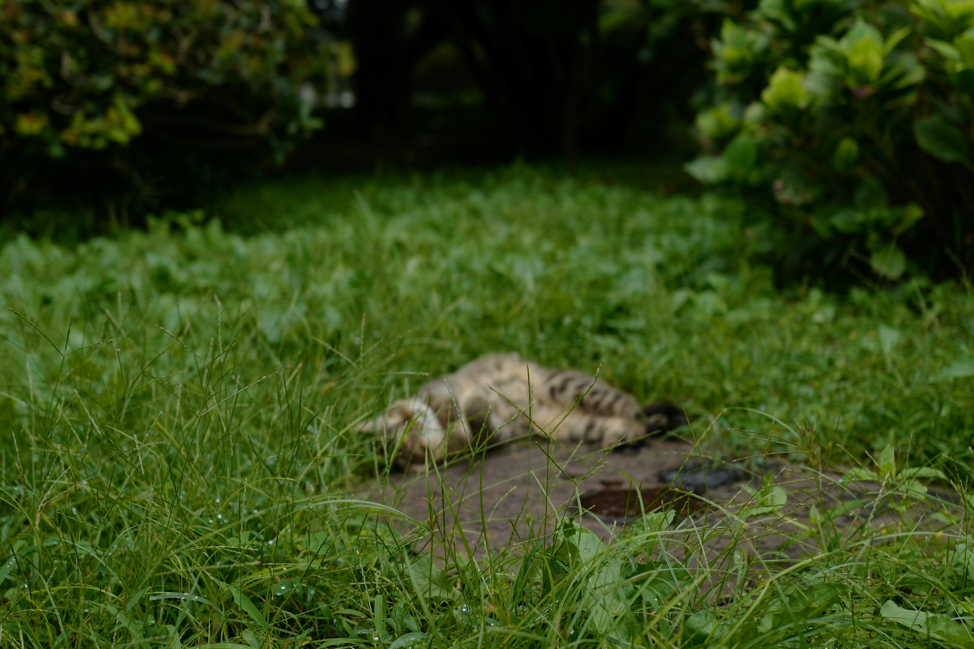 Foto Un animal muerto tendido en medio de un exuberante campo verde ...