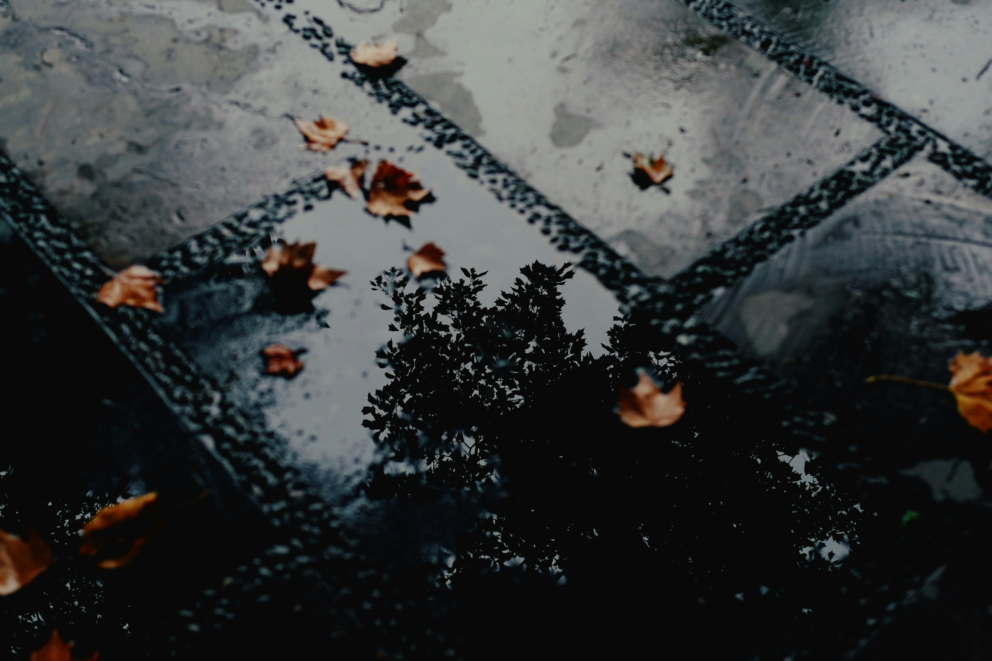 Rain-washed pavement with scattered autumn leaves and a dark puddle reflecting a tree canopy.