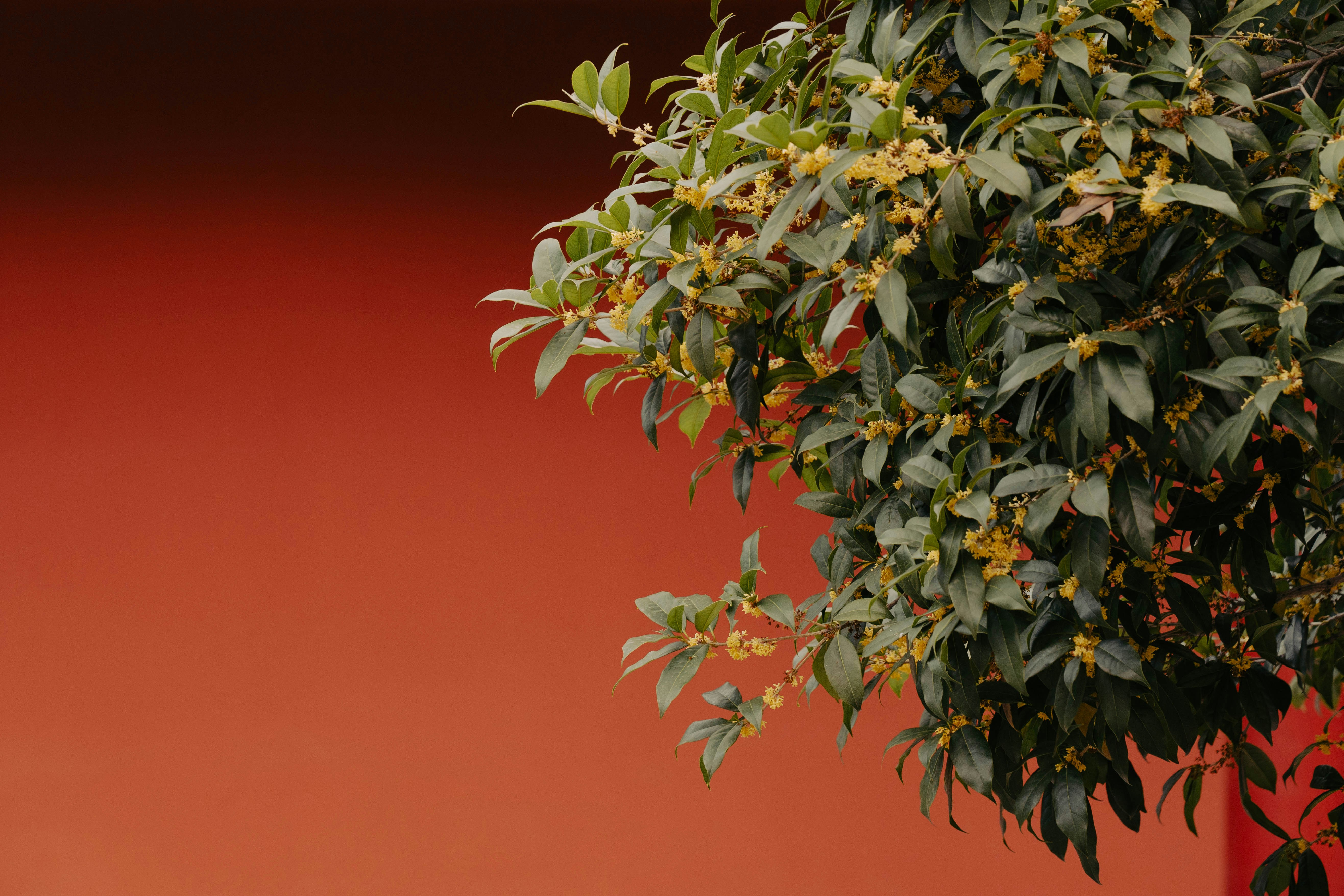 Verdant Fringe on a Scarlet Backdrop