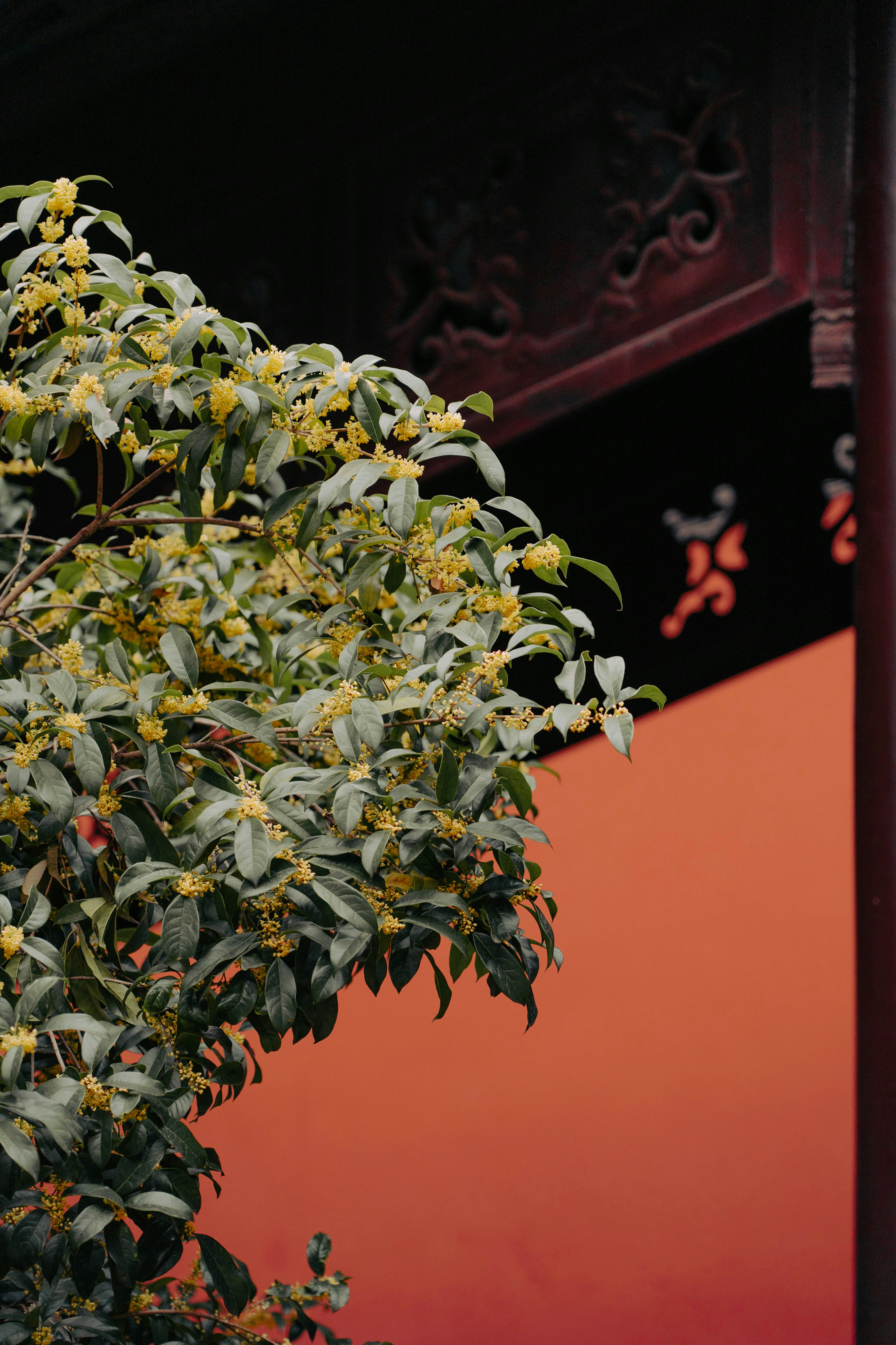 Sunlit Yellow Blooms Framing a Crimson Courtyard