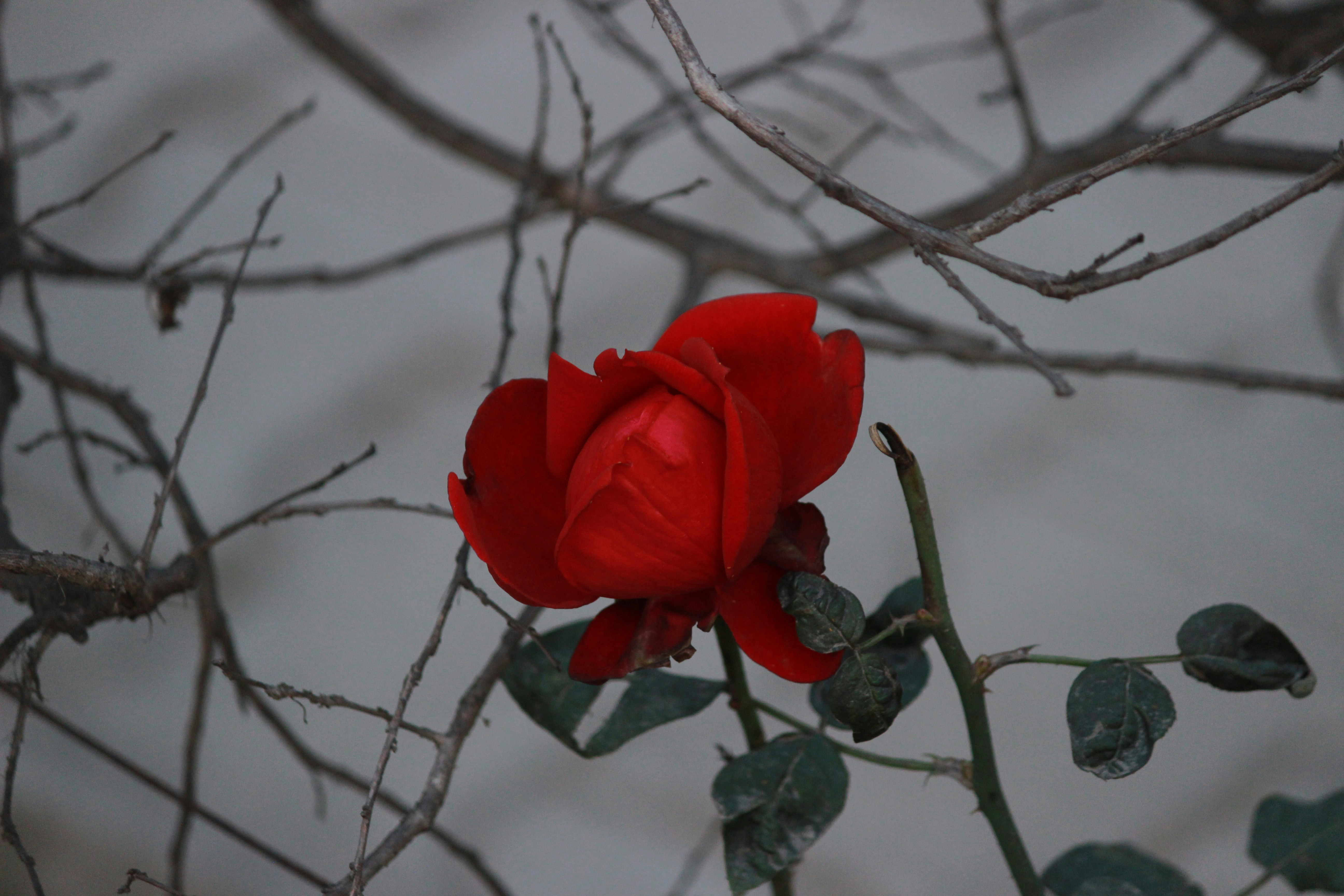 A single red rose sitting on top of a tree branch photo – Free Flower ...