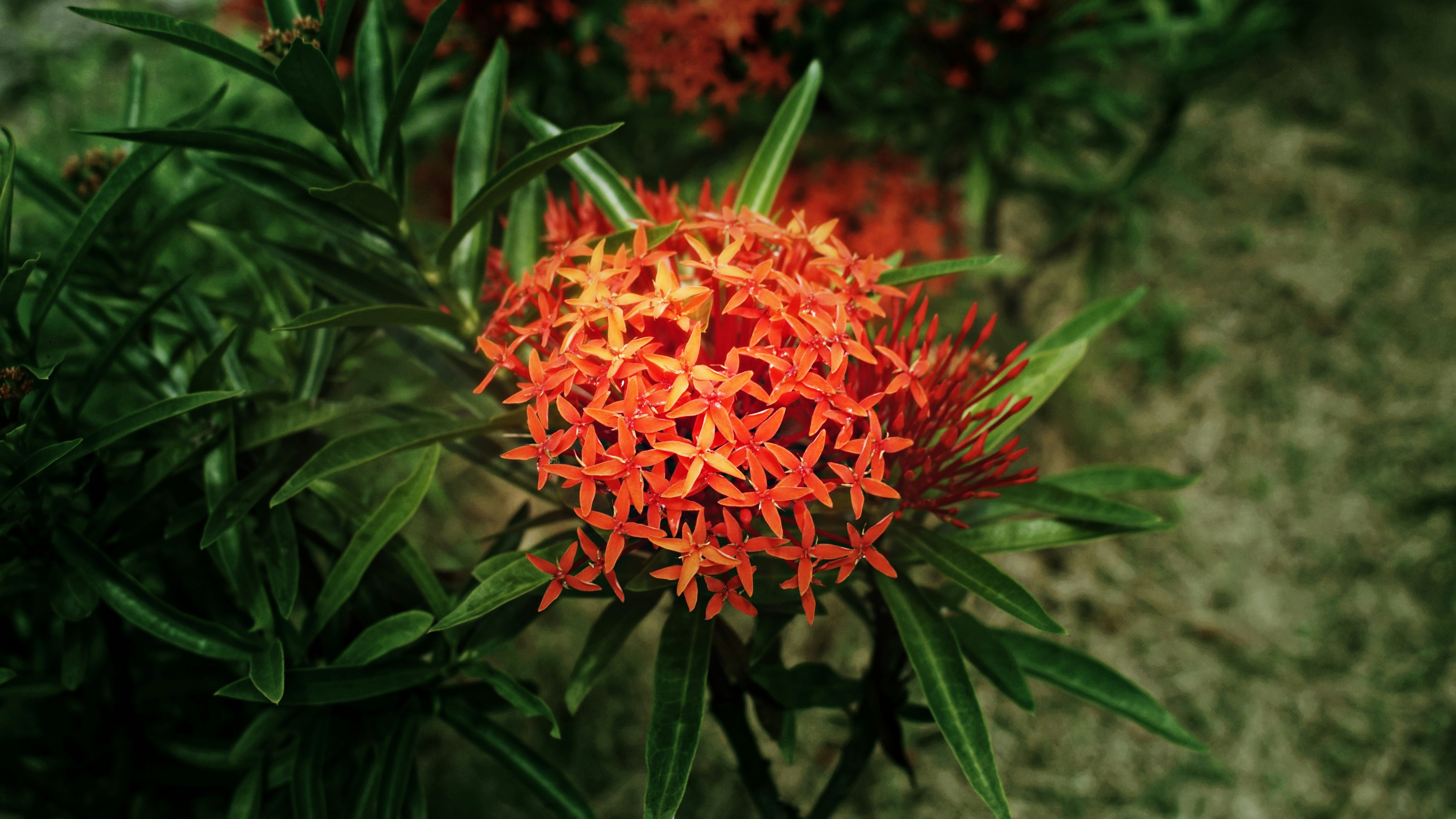 Crimson Bloom: a radiant cluster of small petals framed by emerald leaves
