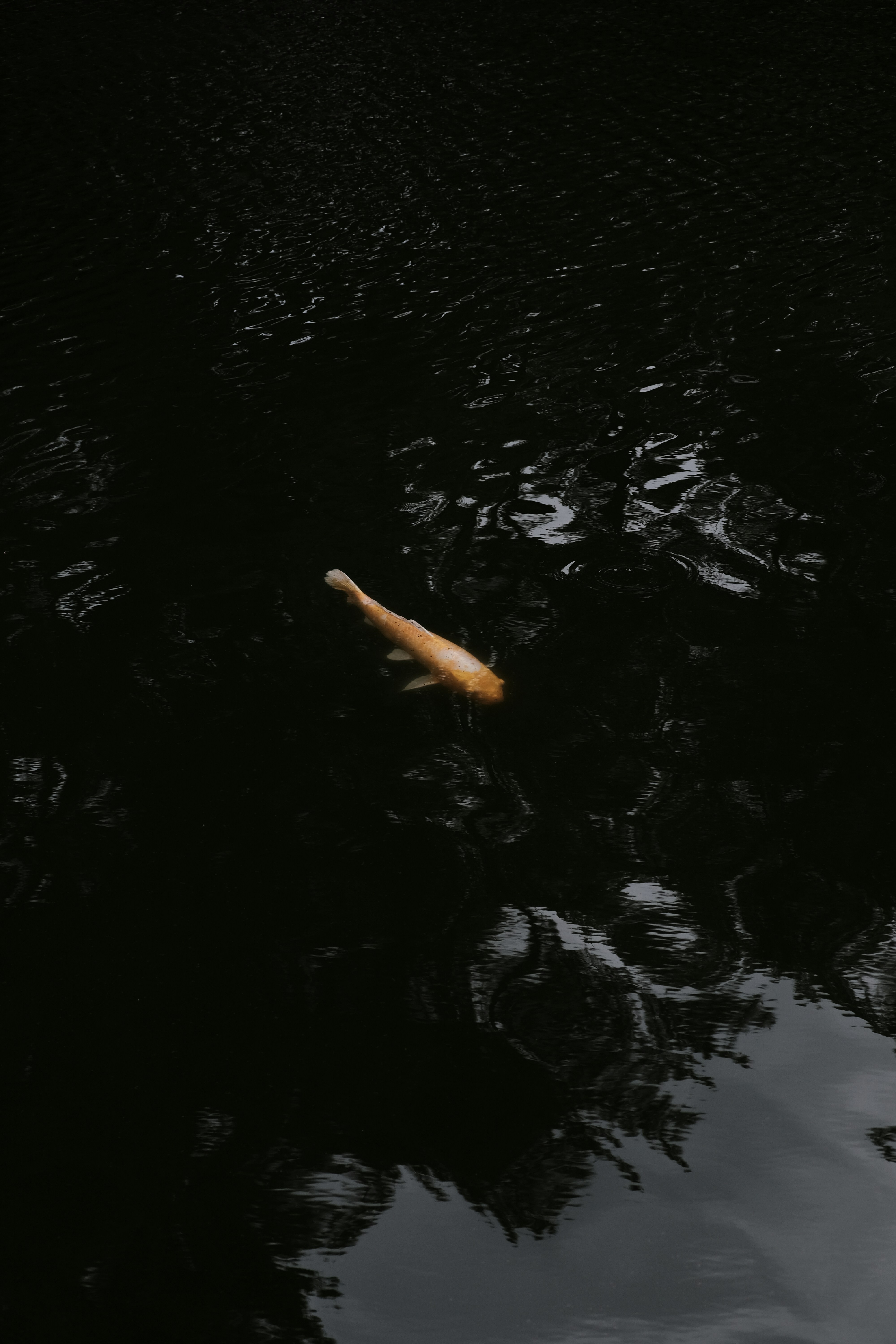 Luminous Arm Adrift in Ink-Black Water