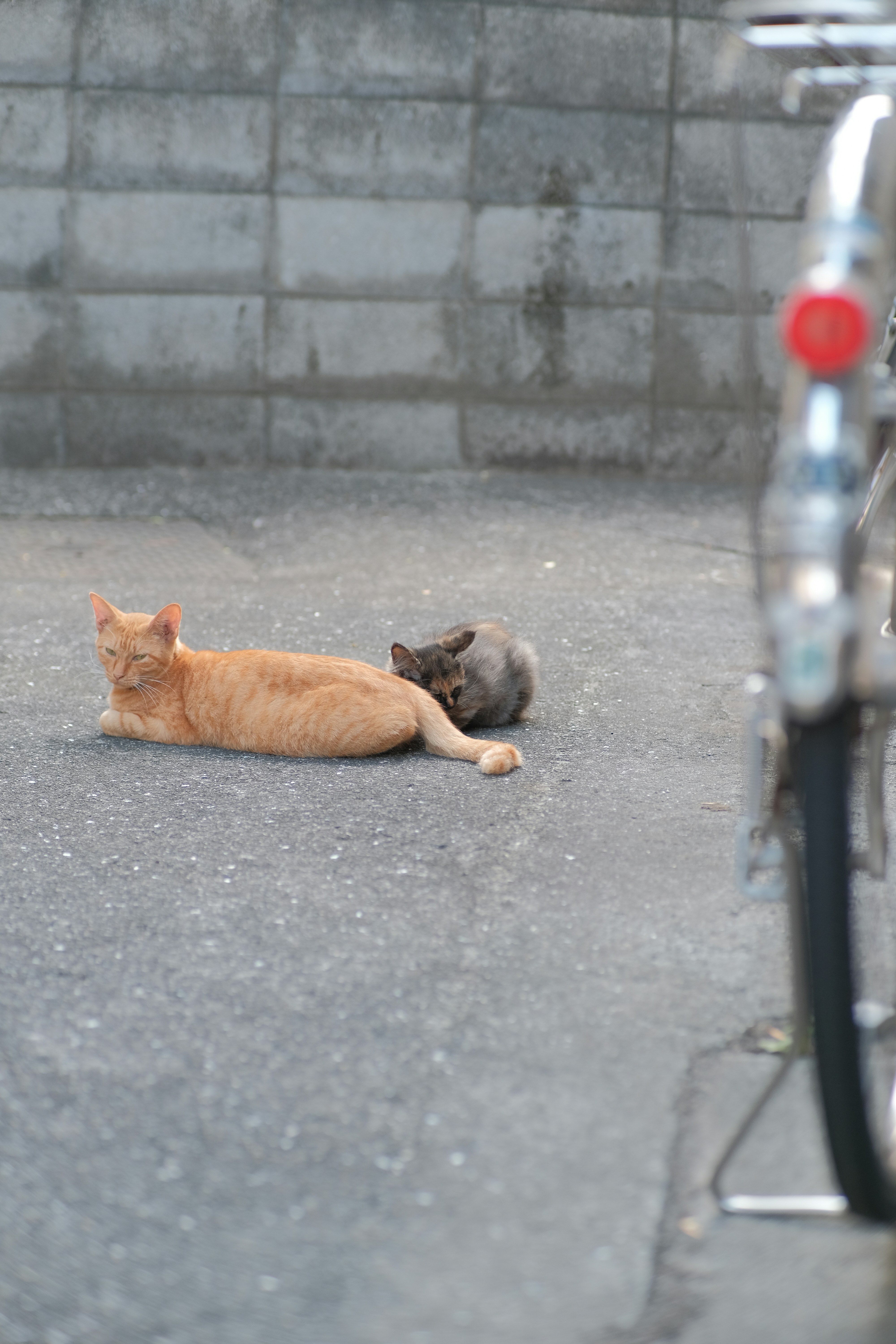 Amber Recline: orange cat and gray kitten lounge on sunlit pavement beside a parked bicycle