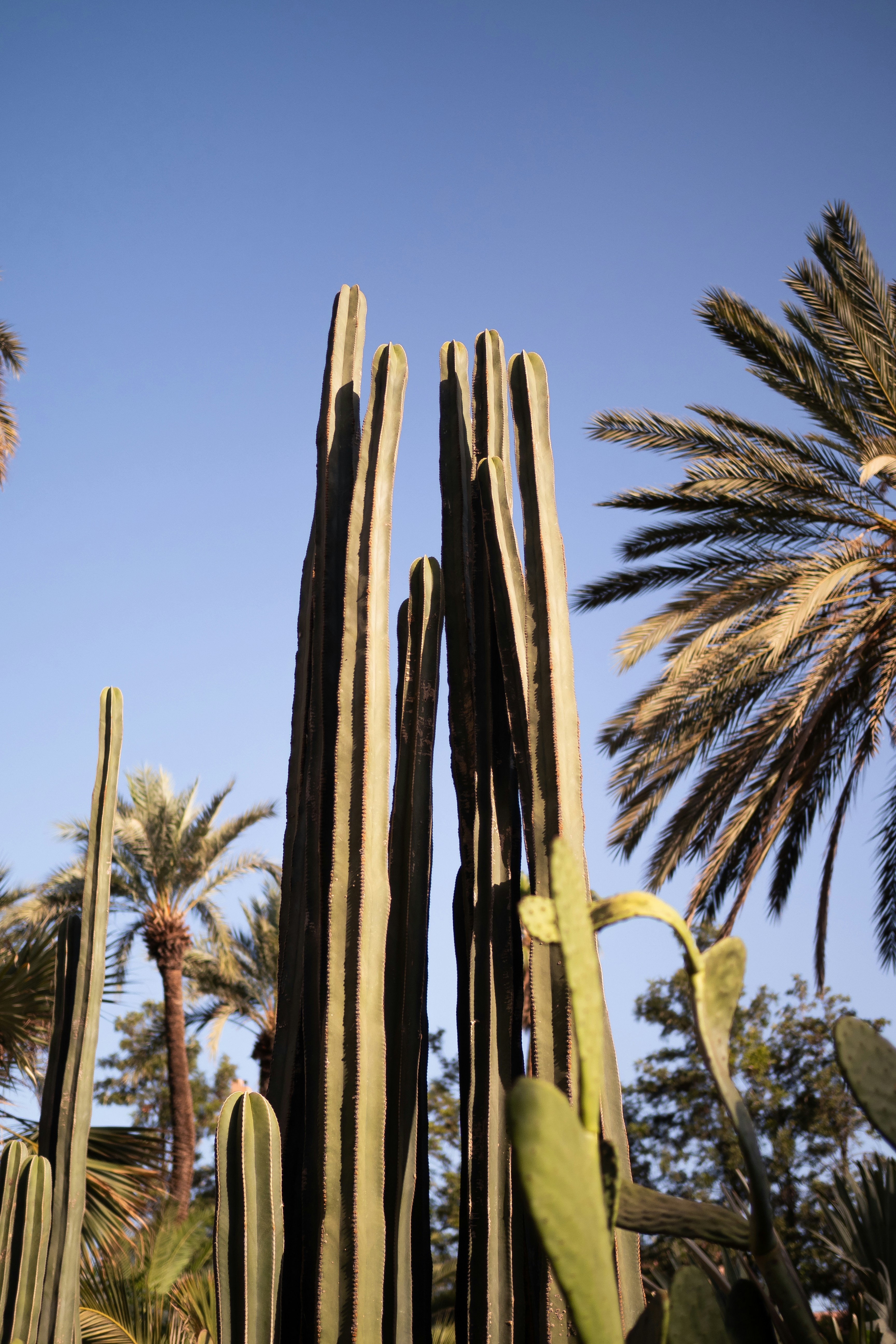A tall cactus plant in front of palm trees photo – Free Summer Image on ...