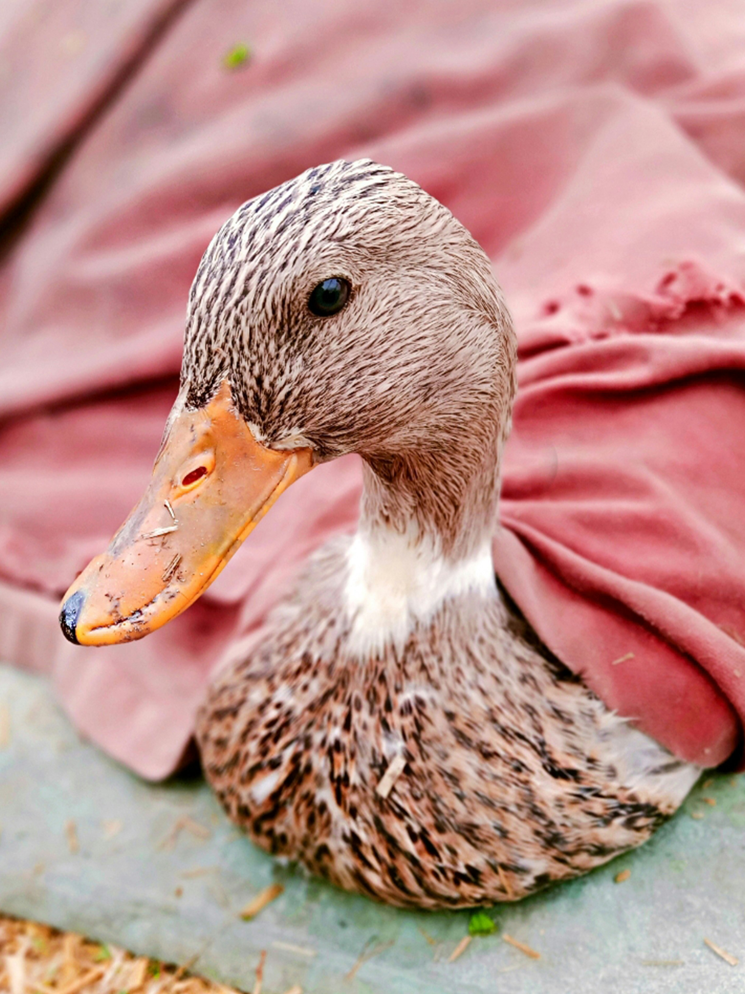 Portrait of a Curious Duck: Close-Up on a Speckled Head and Orange Beak