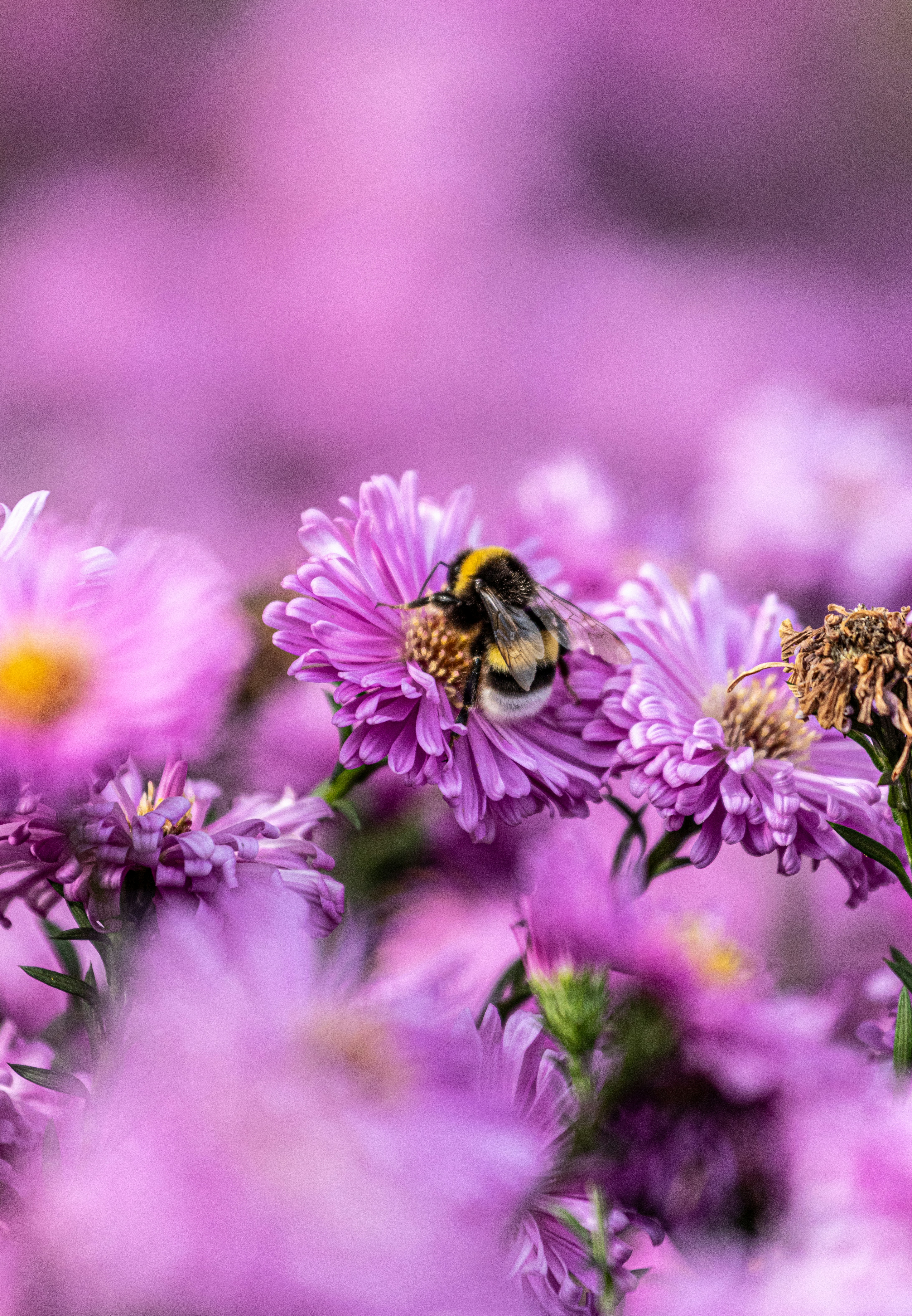 Buzzing Harmony: A Bee's Floral Ballet
