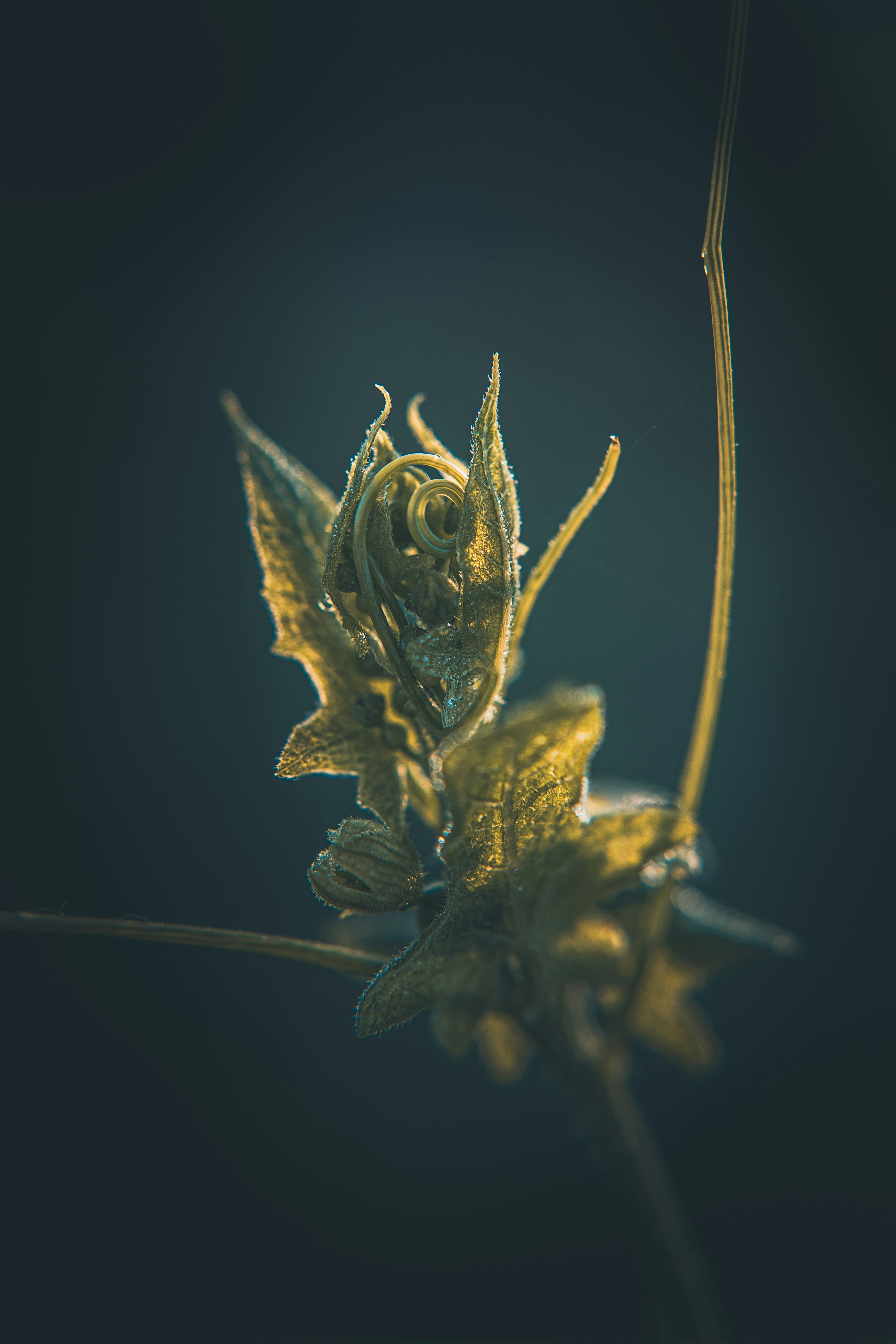 Whispers of Autumn: A Delicate Dance