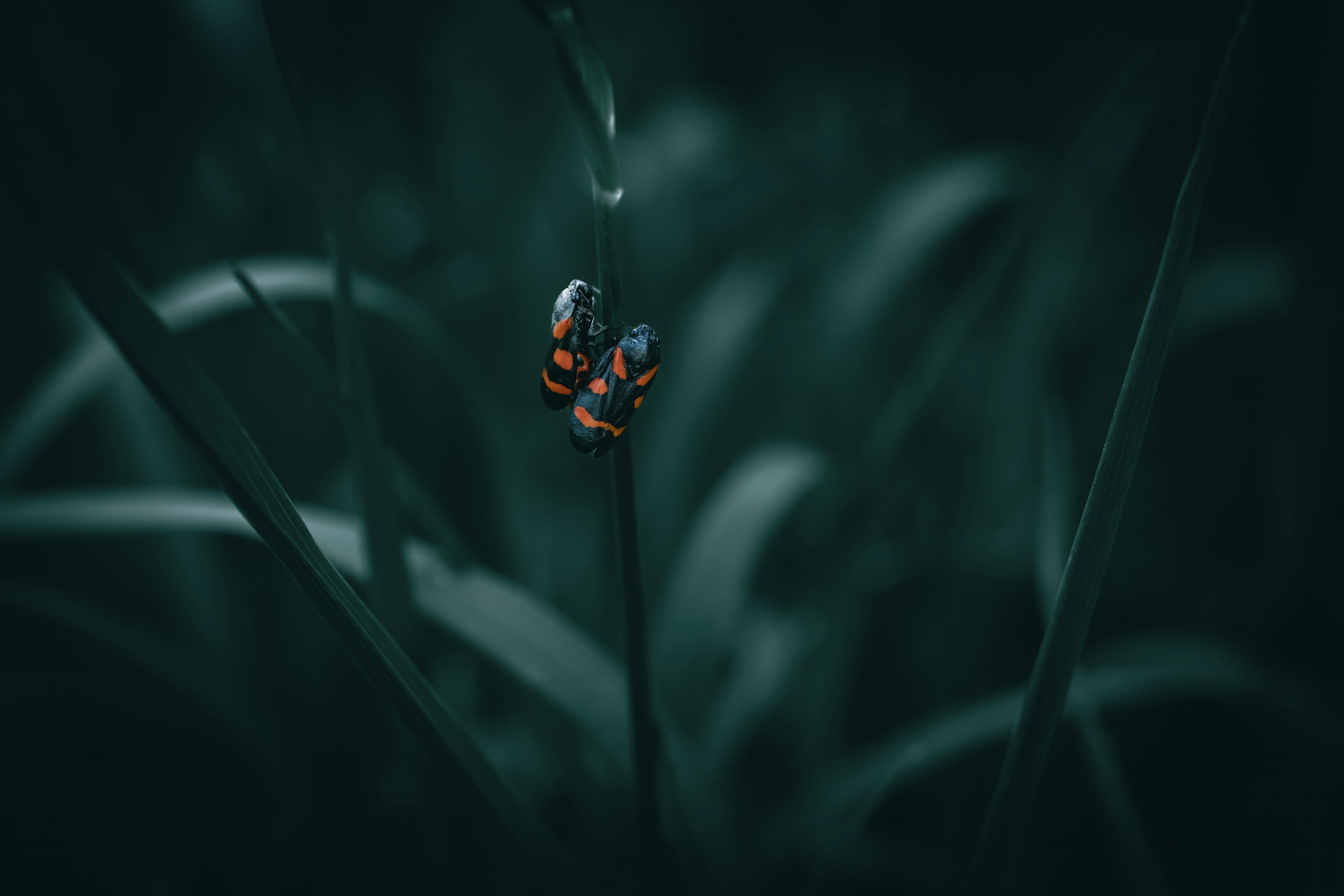 Twilight Duel on a Green Blade: Two Orange-Striped Insects Pause in the Mossy Glow