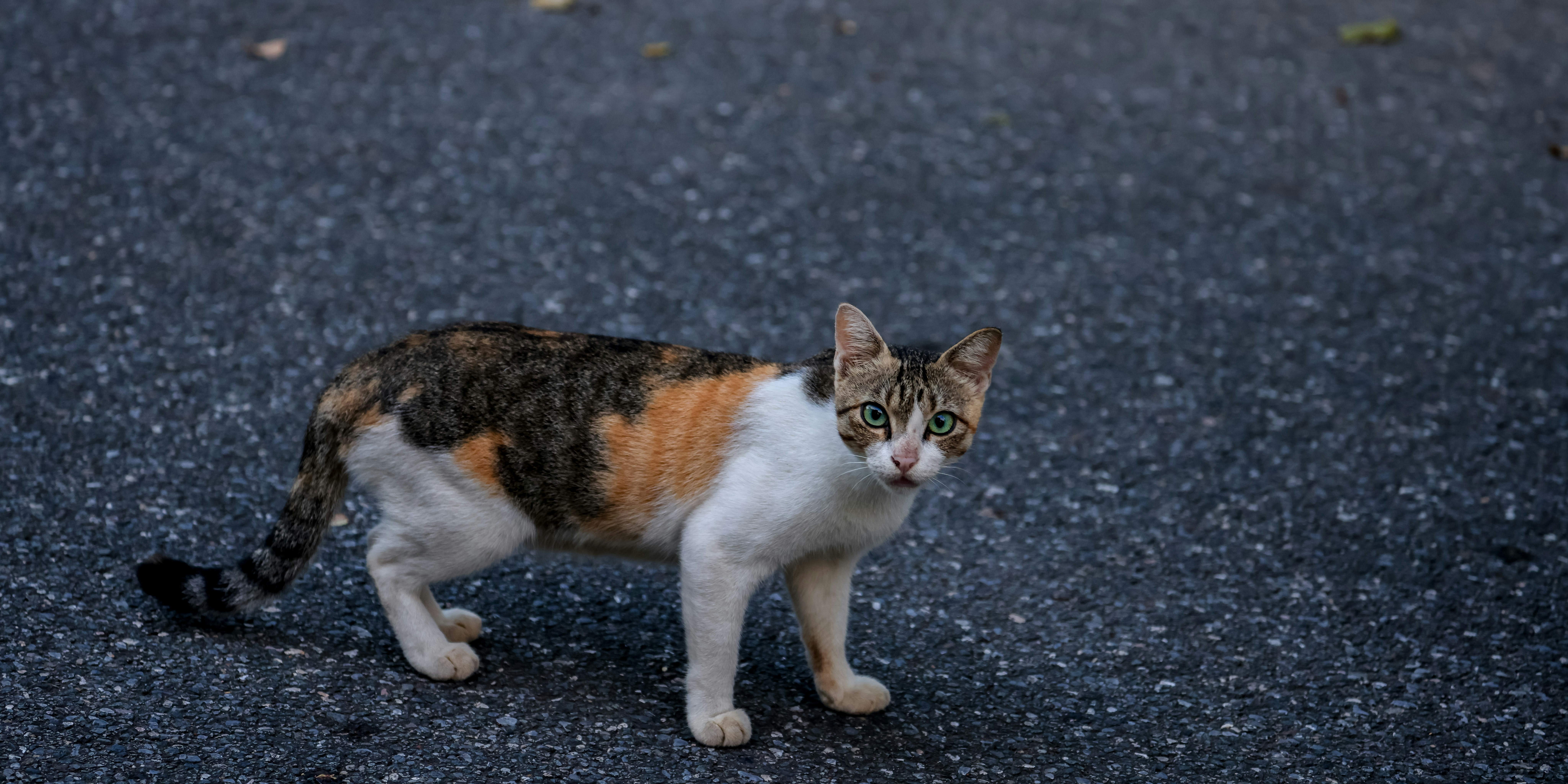 A calico cat standing in the middle of the street photo – Free Cat ...
