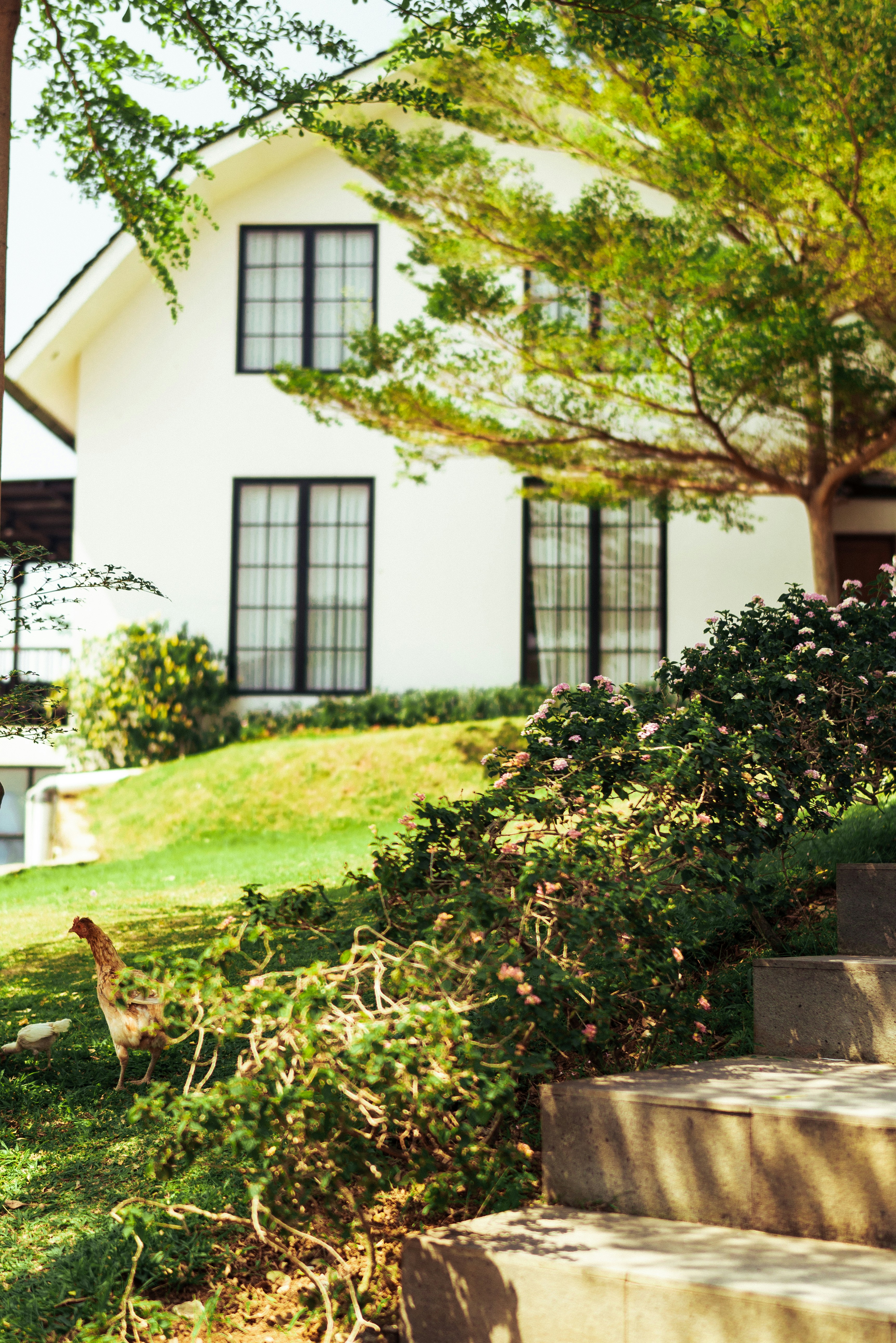 A bird is standing on some steps in front of a house photo – Free ...
