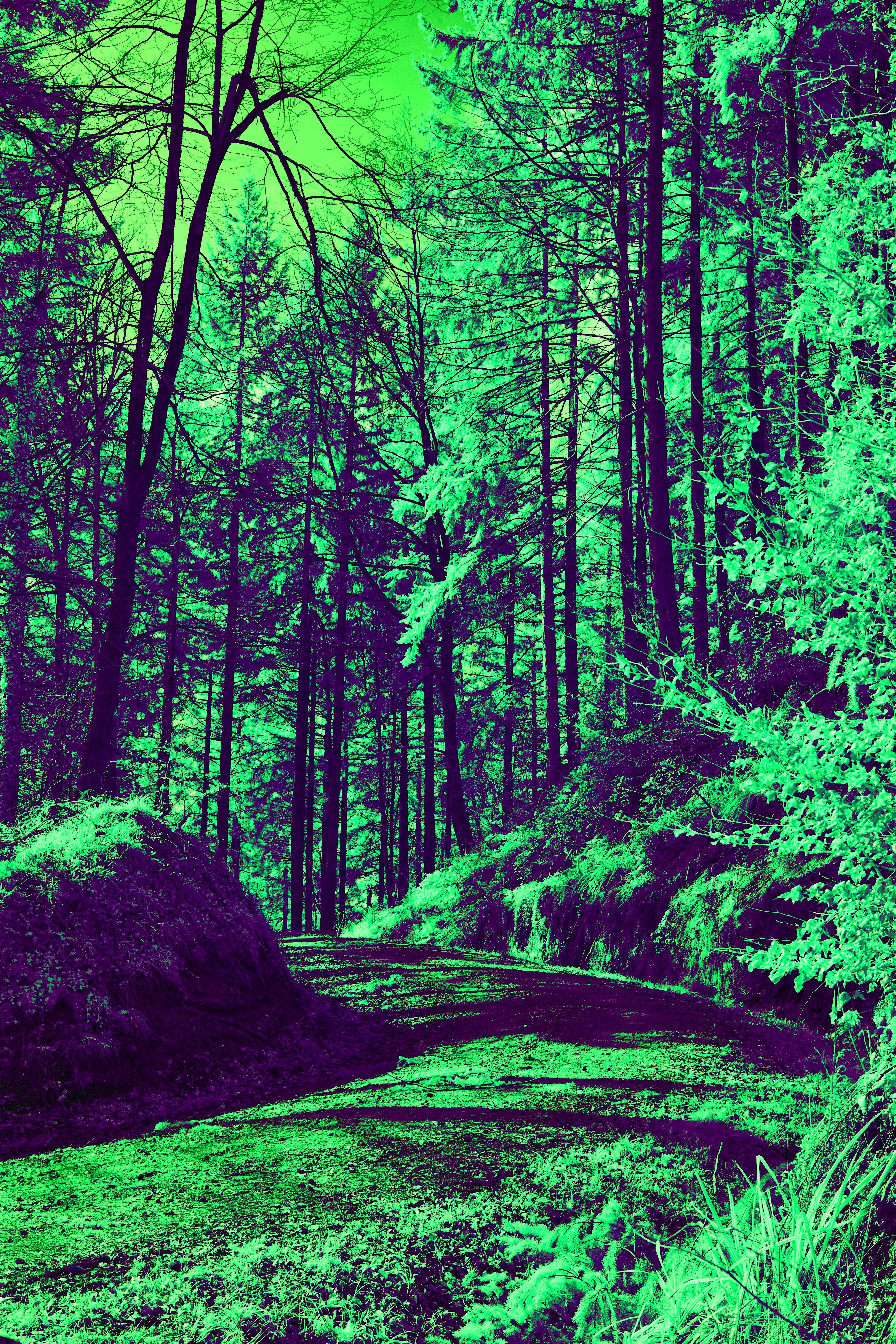 Neon Green Pathway Through a Pine Forest