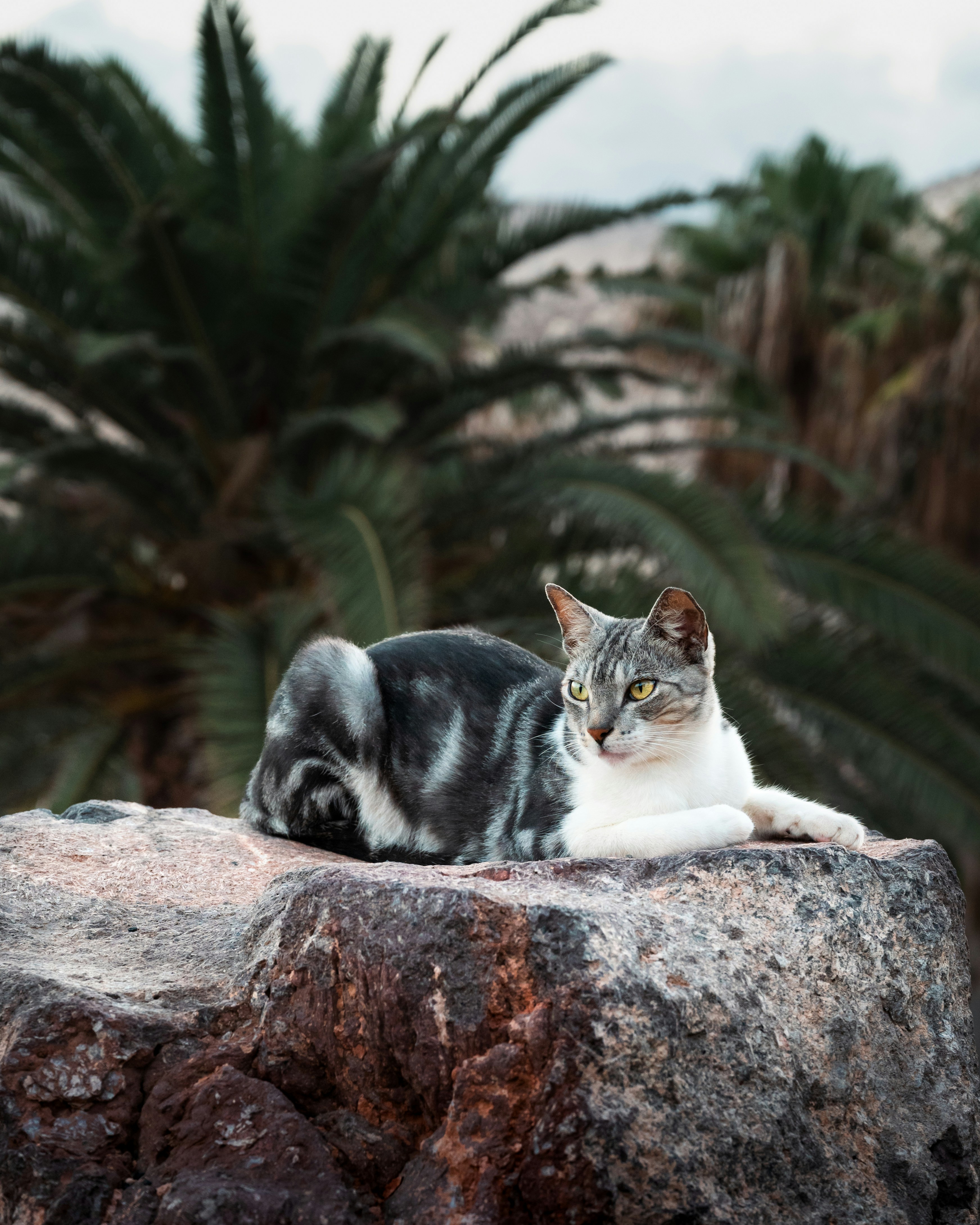 A cat sitting on top of a large rock photo – Free Cat Image on Unsplash