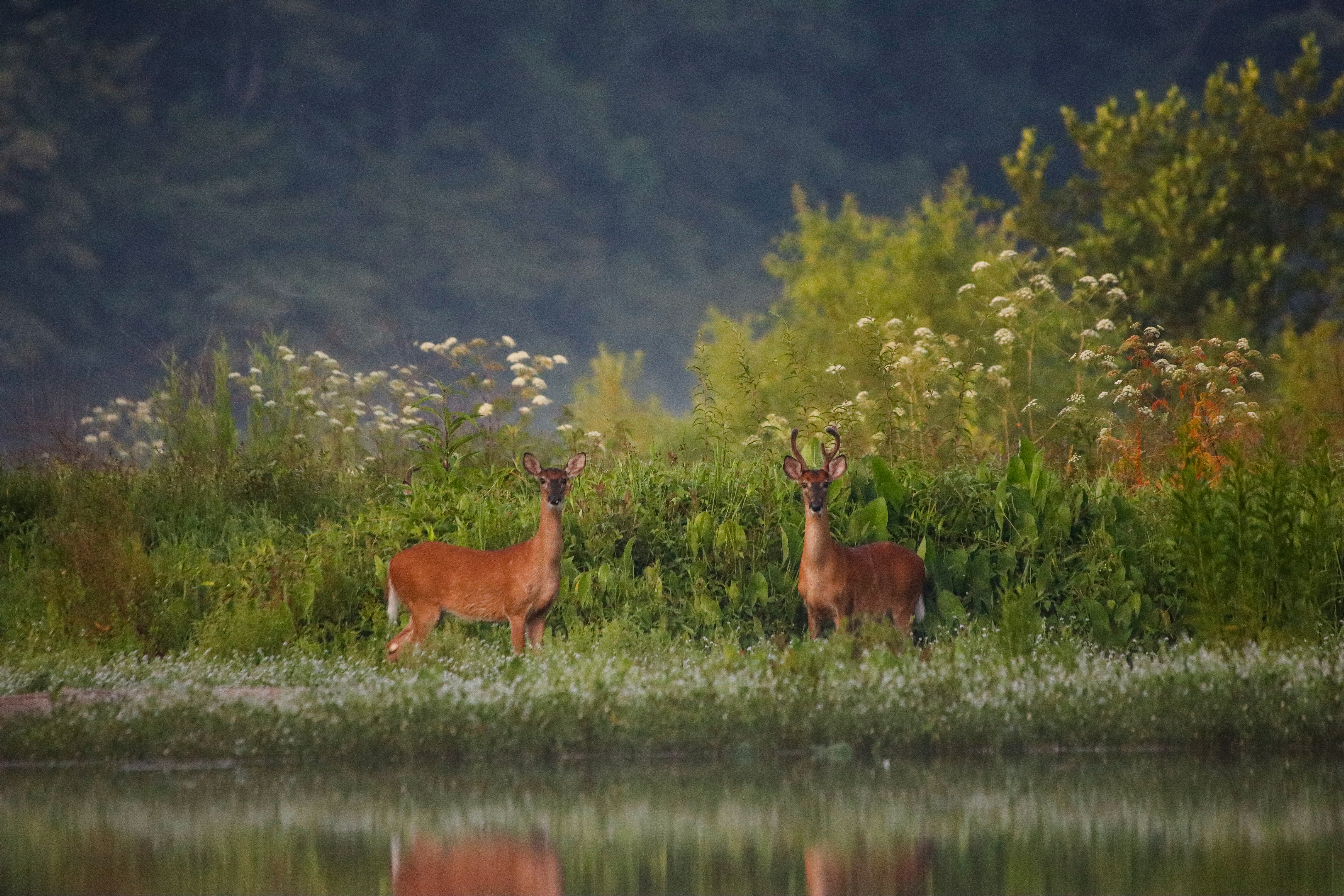 Dawn's Quiet Watch: Two Red Deer by a Misty Lakeshore