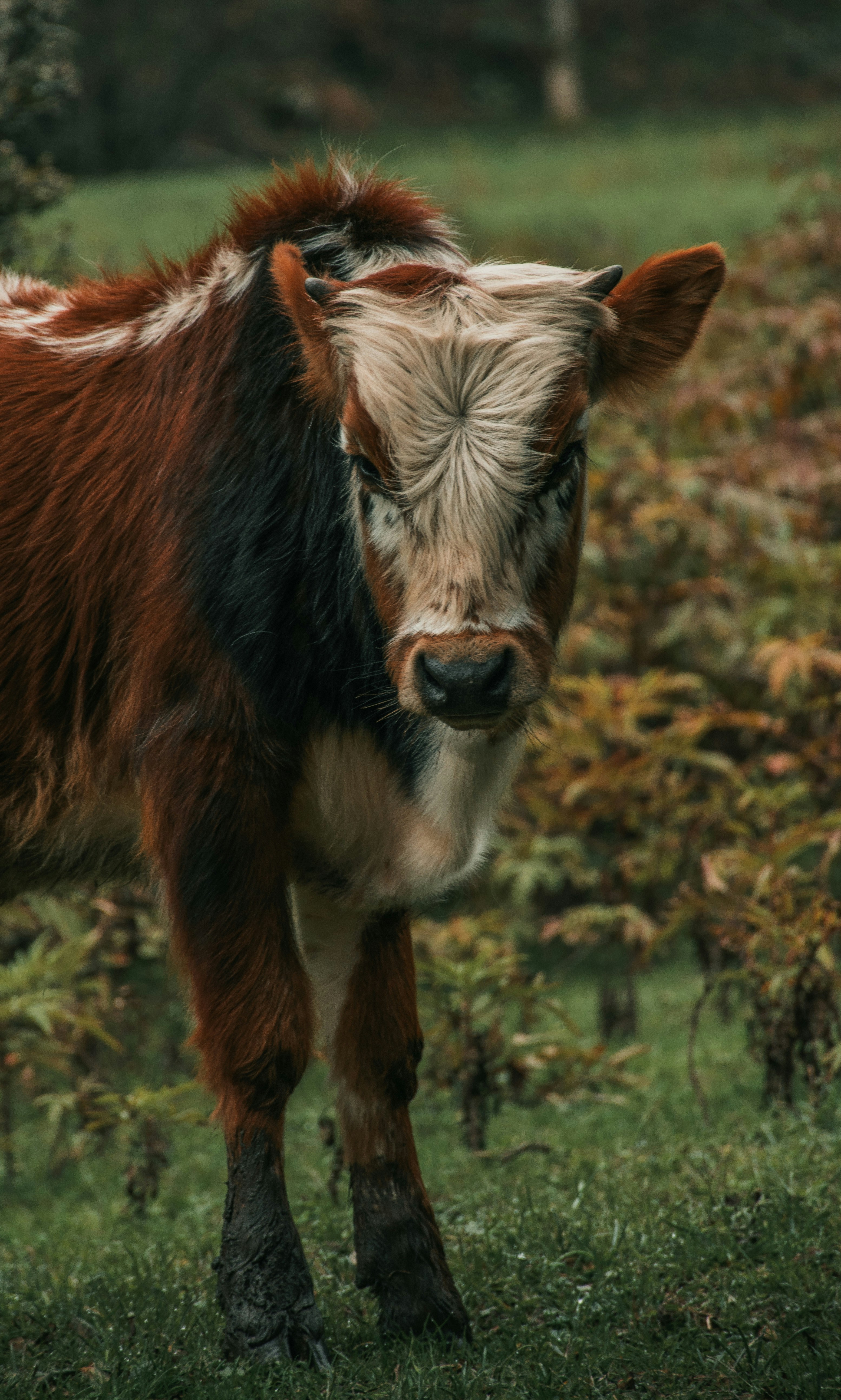 Close-Quarter Portrait of a Calm Cattle Ox