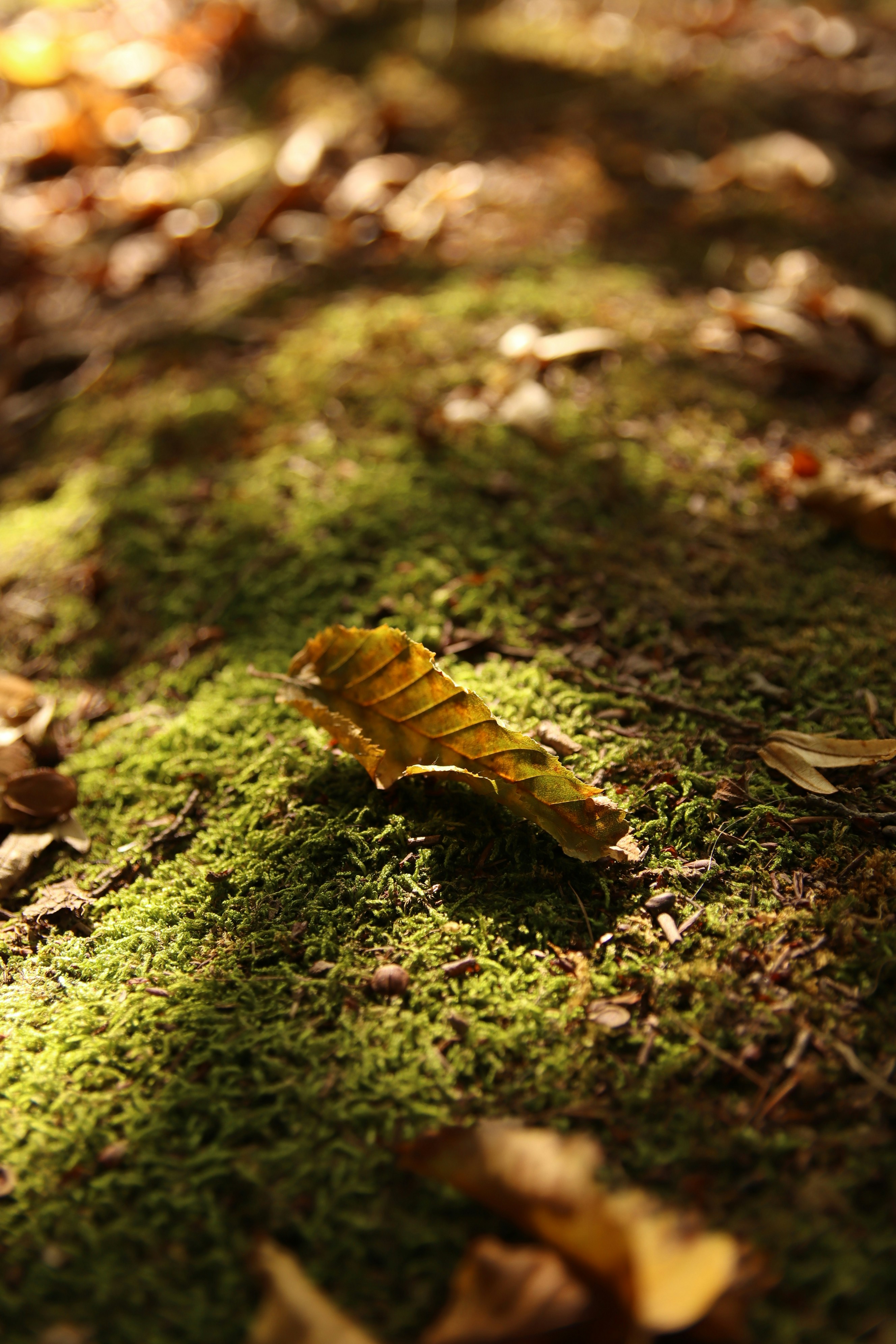 A leaf laying on a moss covered ground photo – Free Wallpaper 2023 ...