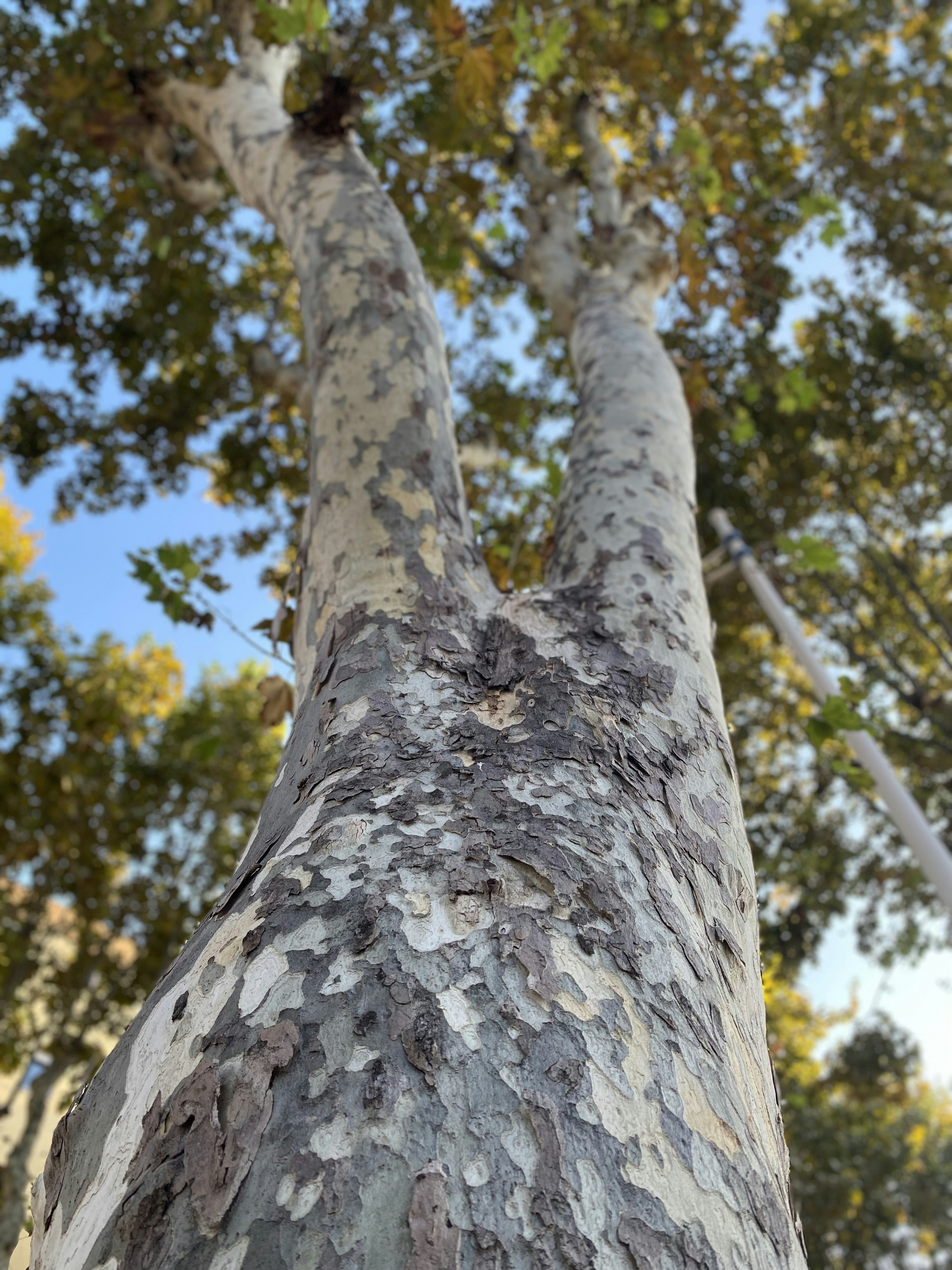 Ascending Bark: A Ground-Level Portrait of a Tree's Textured Trunk Reaching Toward the Canopy