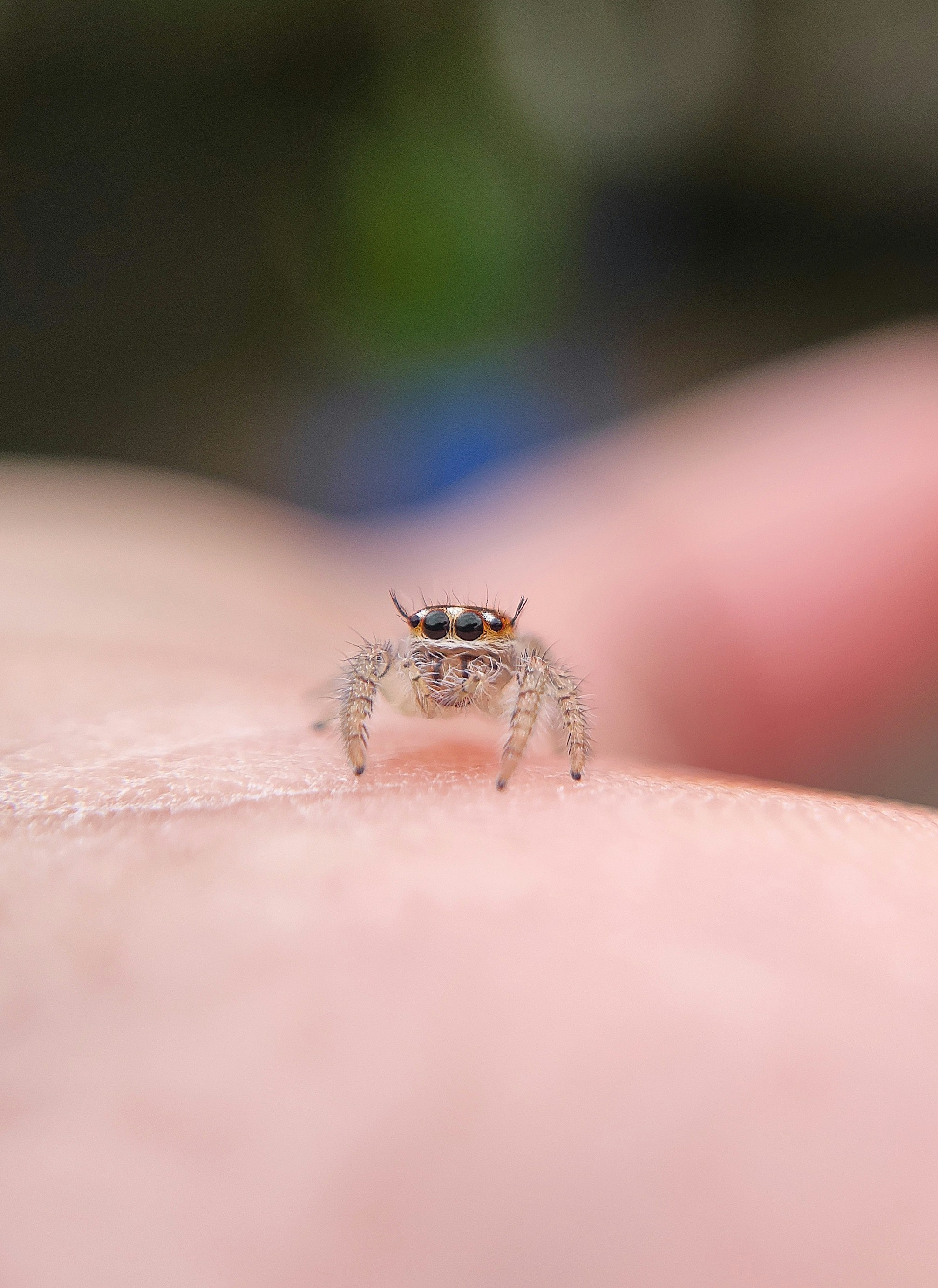 A close up of a spider on a person's arm photo – Free Bilaspur Image on ...