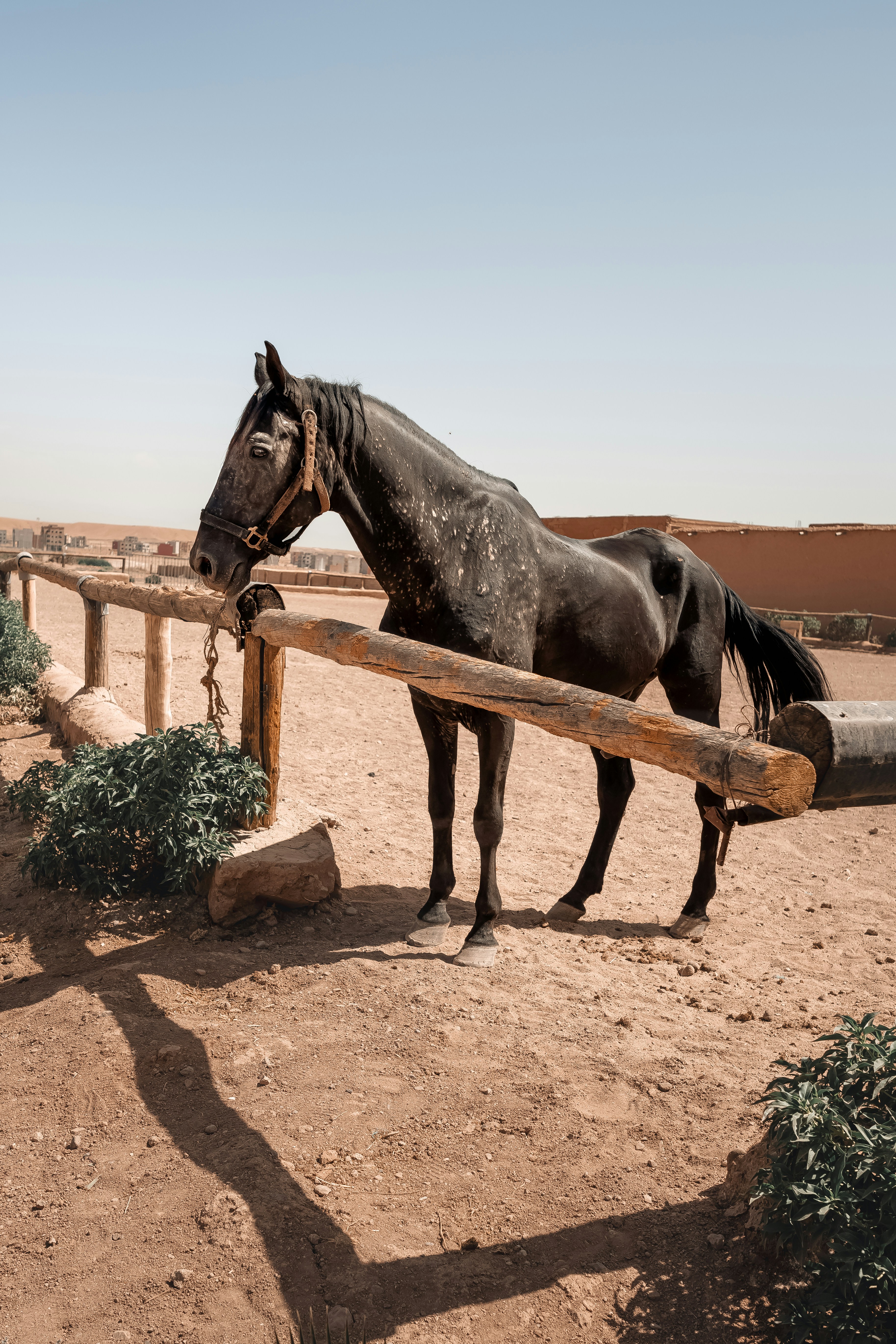 Desert Fence Portrait: The Black Stallion in Sunlit Stillness