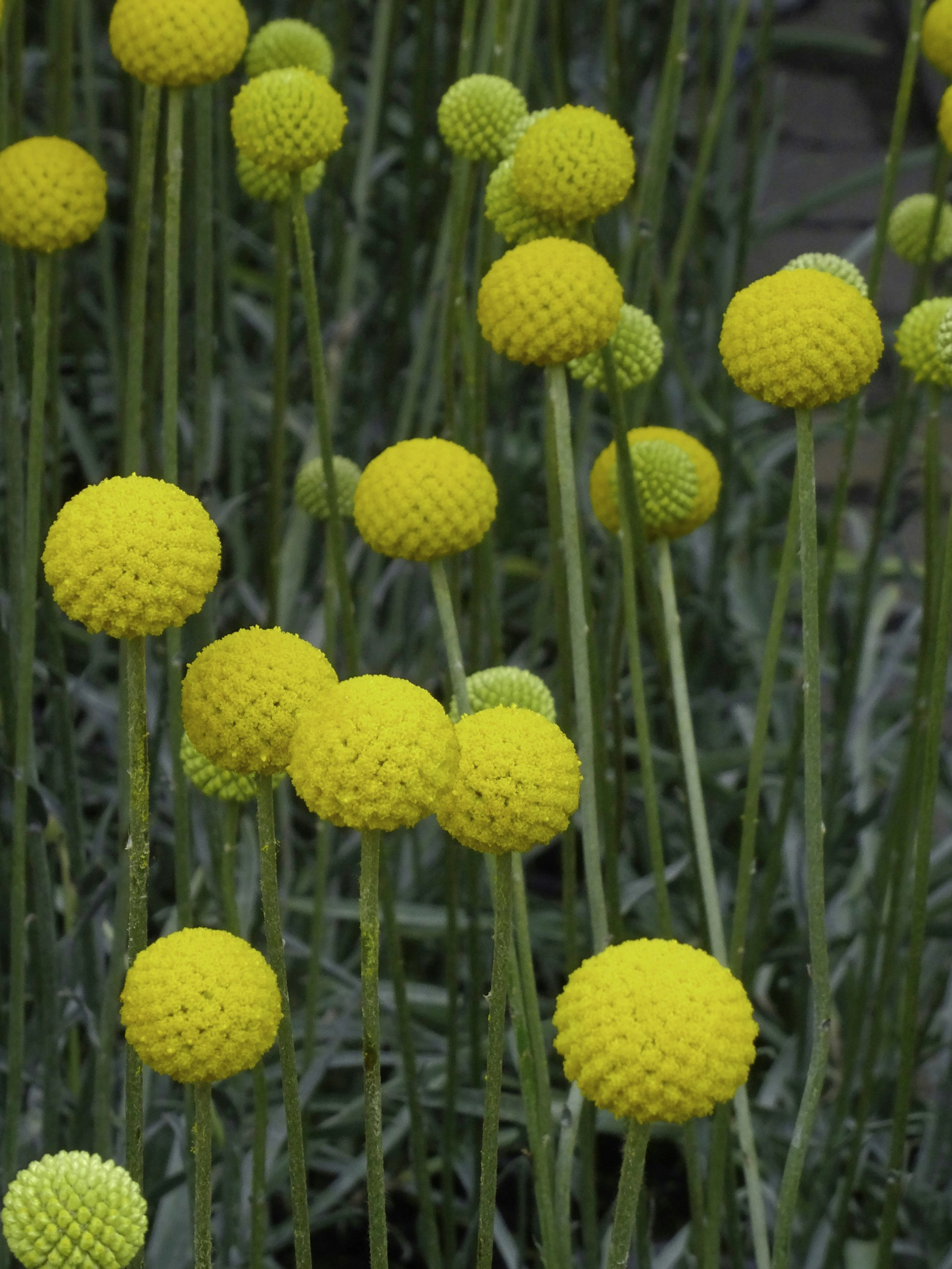 Bright yellow globe alliums rise on tall stems amid green foliage in a garden.